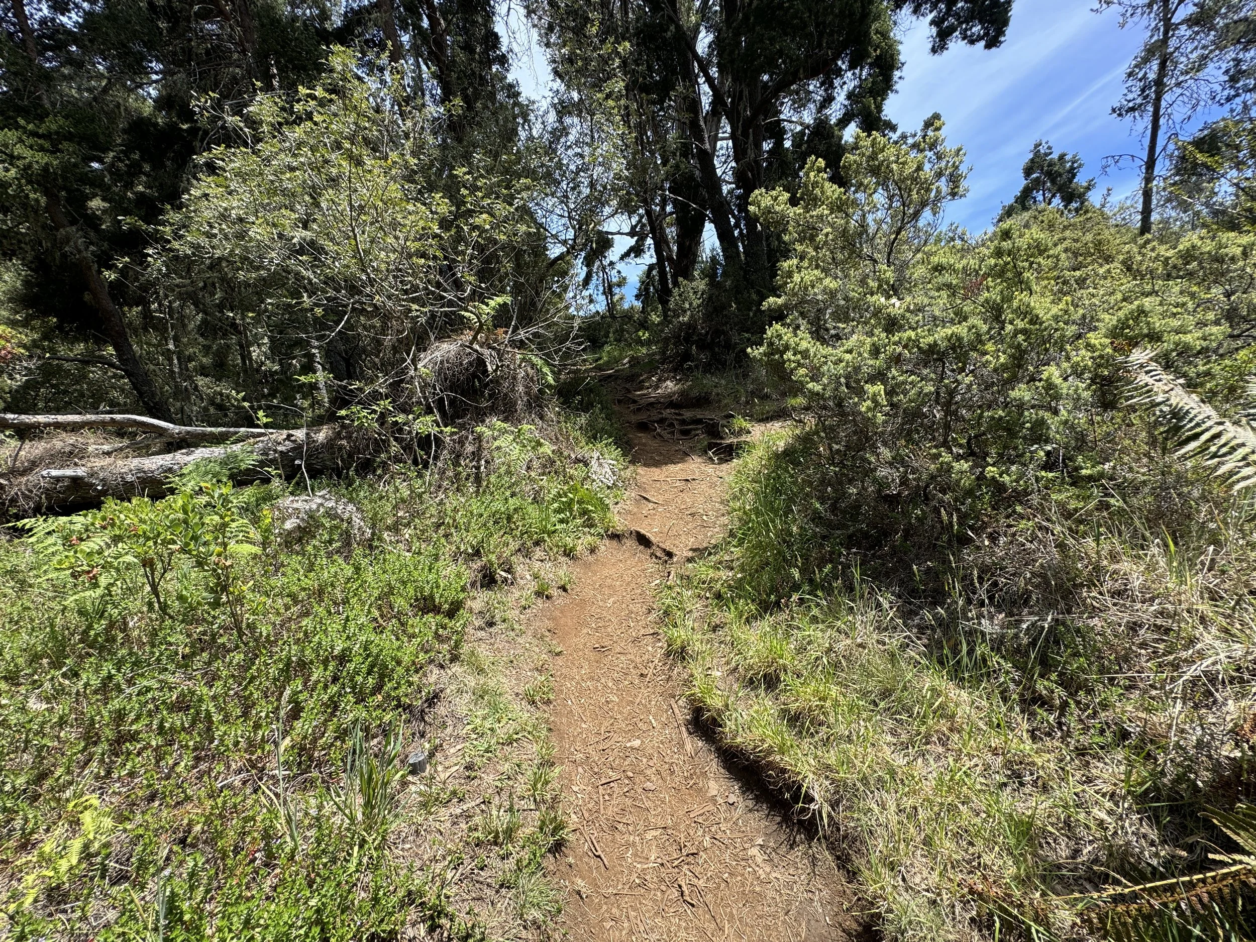 Hiking the Hosmer Grove Trail in Haleakalā National Park on Maui ...