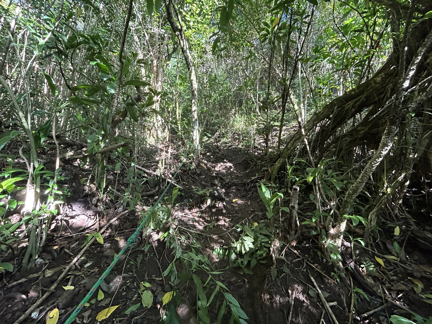Hiking the Kolowalu Trail to Waʻahila Ridge on Oʻahu — noahawaii