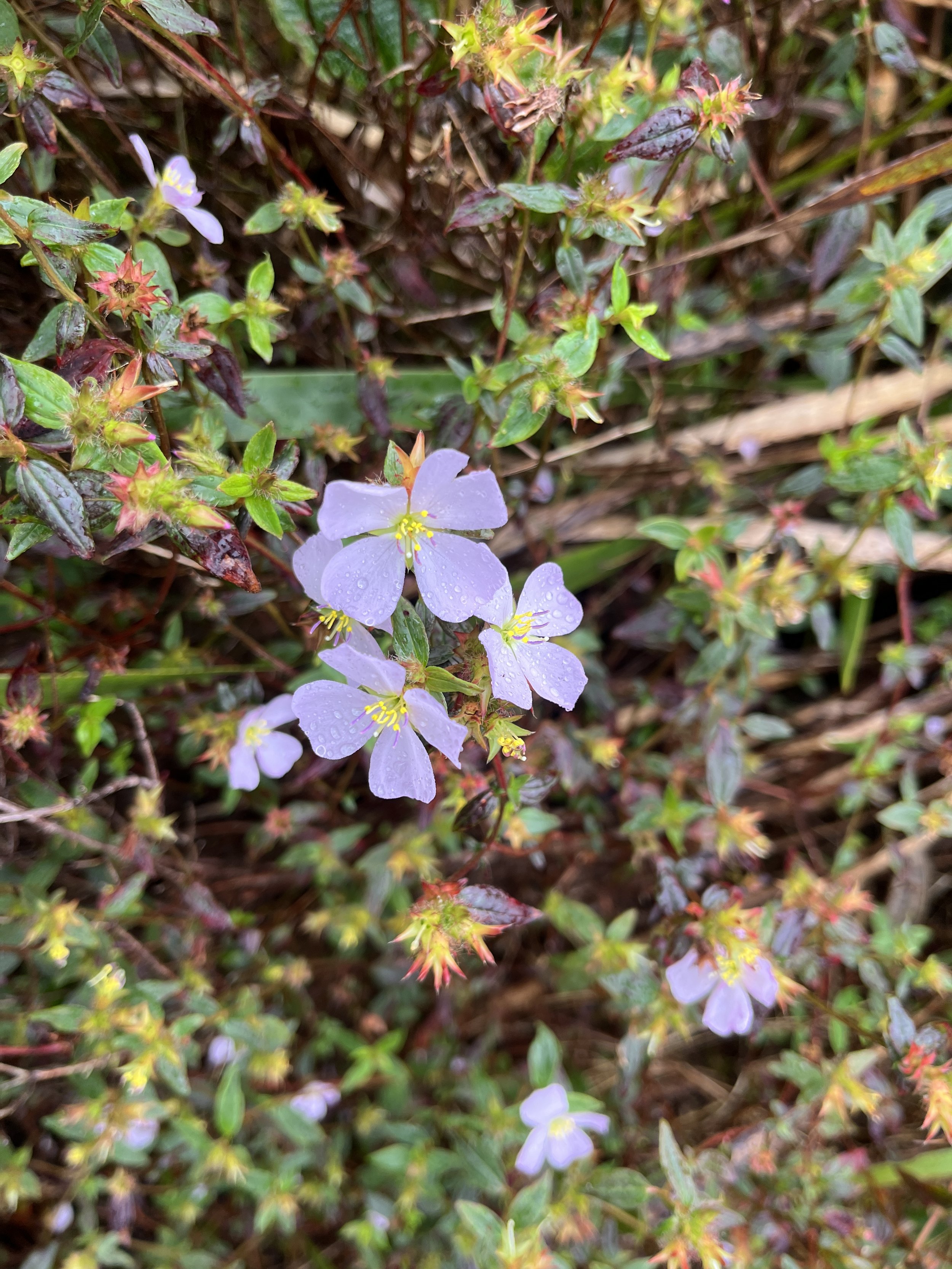 Non-Native / Invasive Plants in Hawaiʻi: My Plant ID Guide — noahawaii