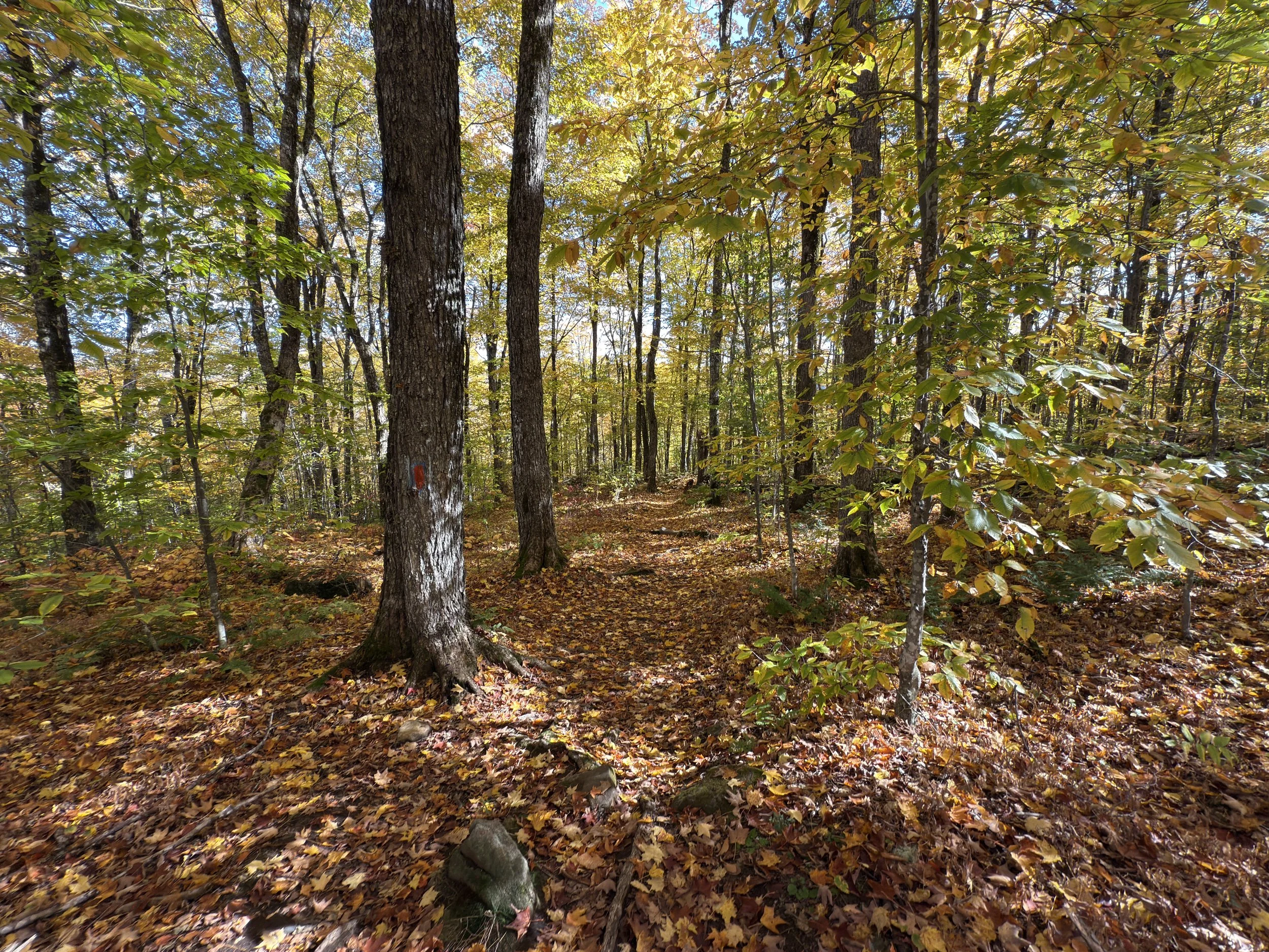 Hiking the Little Moose Pond Loop Trail in Greenville, Maine — noahawaii
