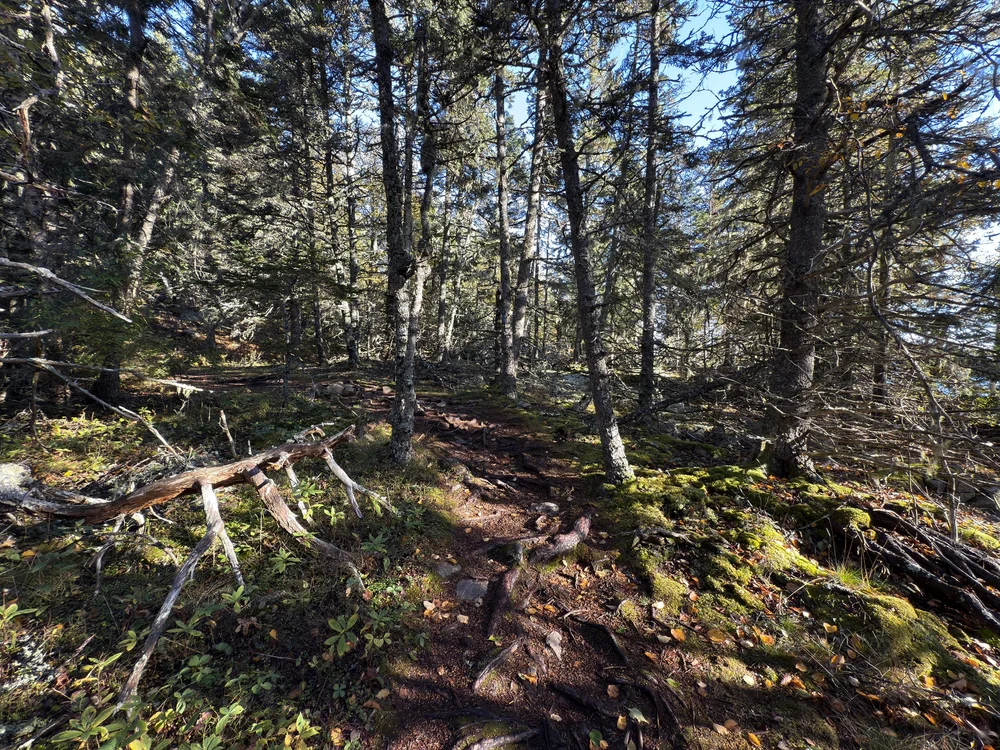 Hiking the Anvil-Schoodic Head-Alder Loop Trail in Acadia National Park ...