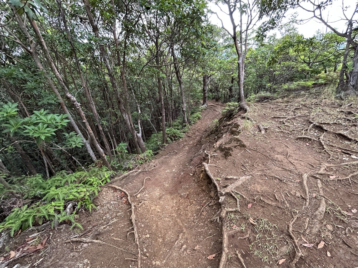 Hiking the Mānana Ridge Trail on Oʻahu, Hawaiʻi — noahawaii