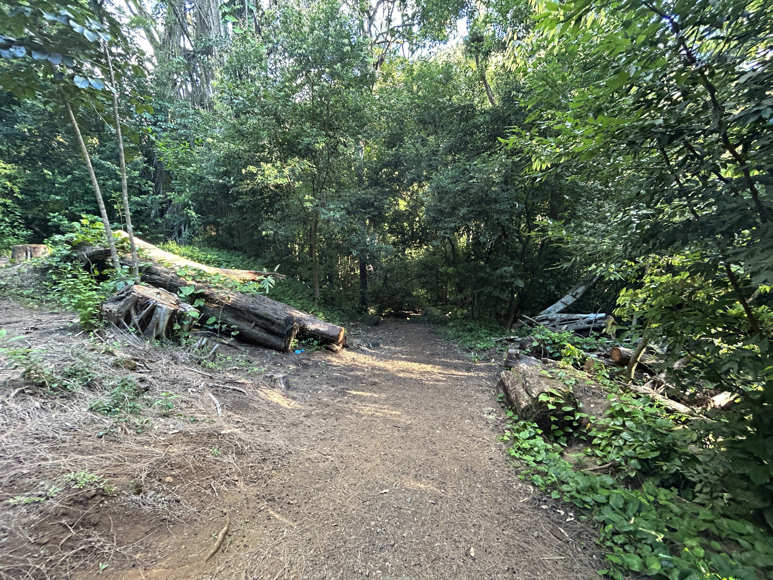 Hiking the Nuʻuanu Trail on Oʻahu — noahawaii