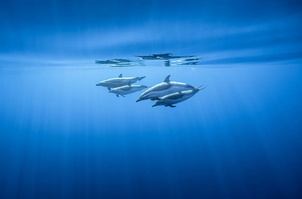 What is the Best Dolphin & Turtle Swimming Tour on Oʻahu, Hawaiʻi ...