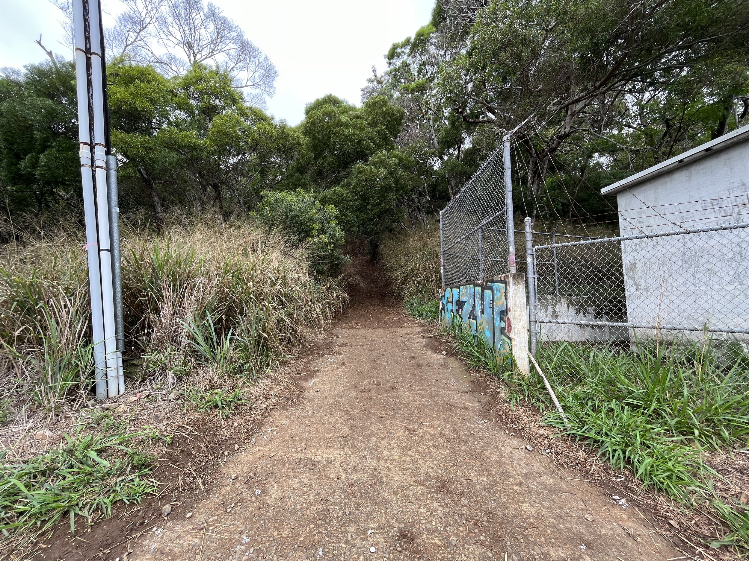 Hiking the Mt. Kaʻala Trail: The Tallest Point on Oʻahu — noahawaii