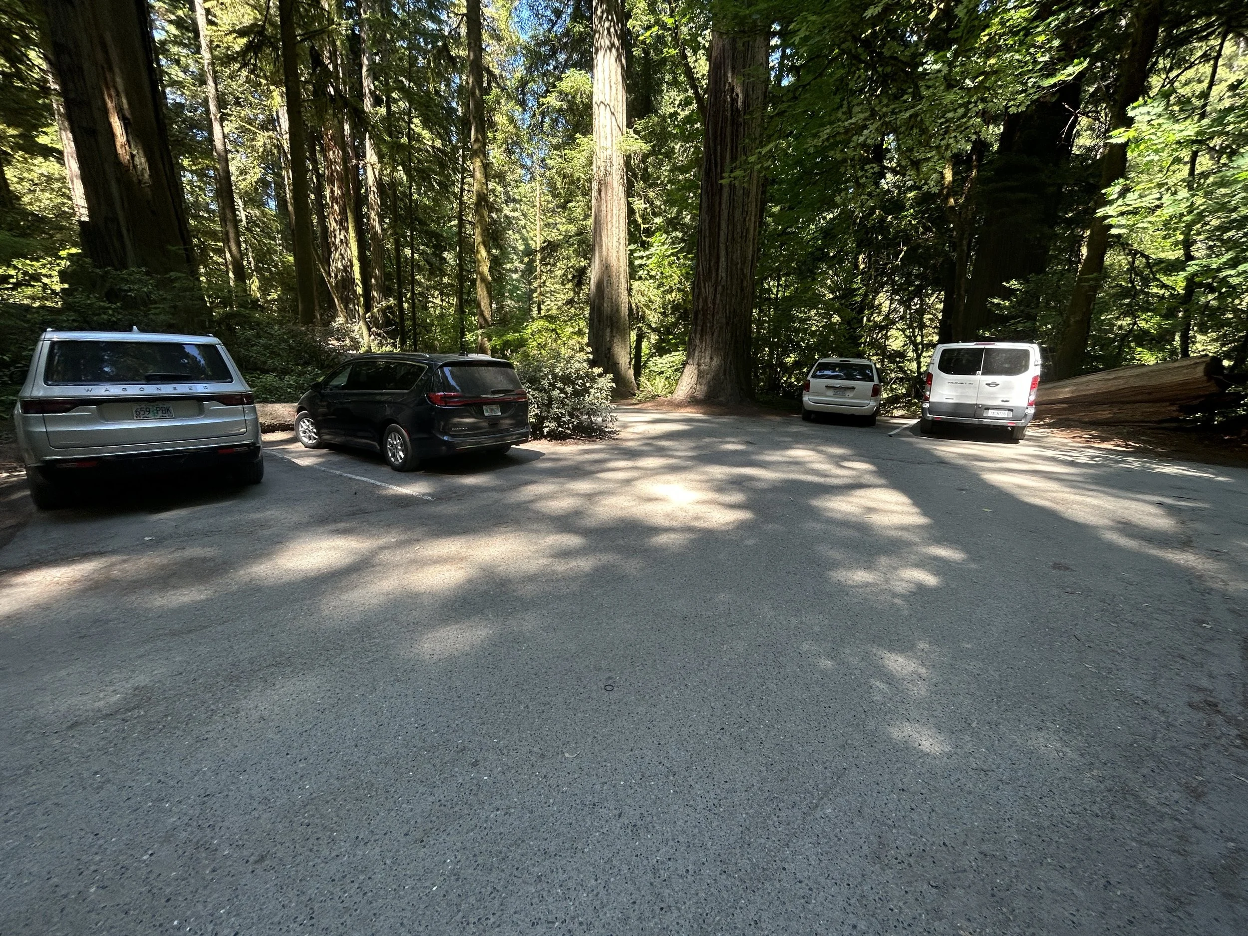 Hiking the Stout Memorial Grove Trail in Jedediah Smith Redwoods State ...