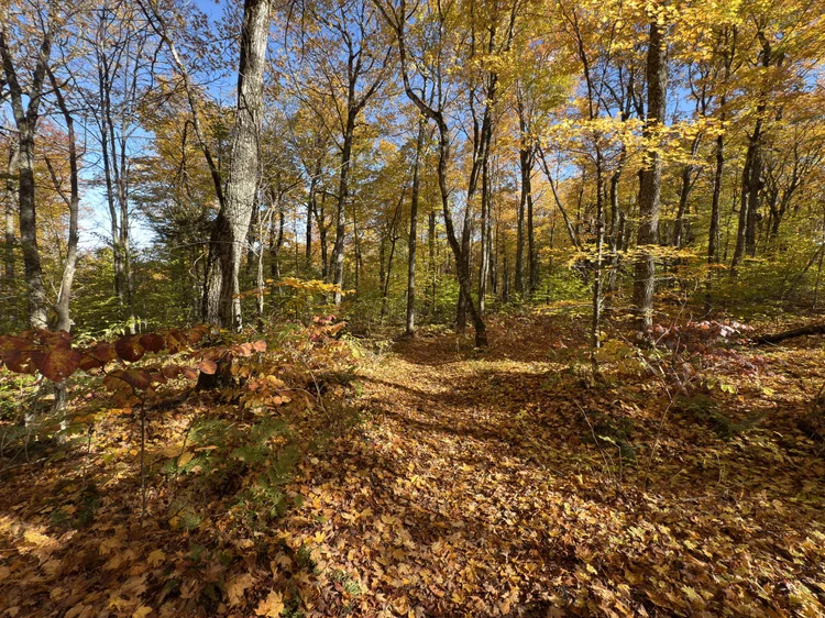 Hiking the Little Moose Pond Loop Trail in Greenville, Maine — noahawaii