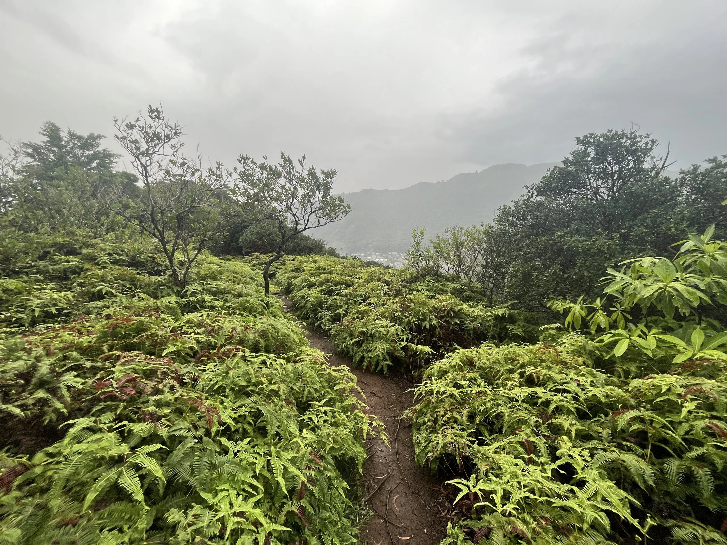Hiking the Puʻu Pia Trail on Oʻahu — noahawaii