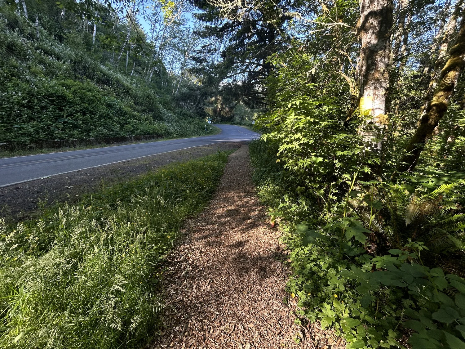 Hiking the Lower Cascade Head Trail on the Oregon Coast — noahawaii