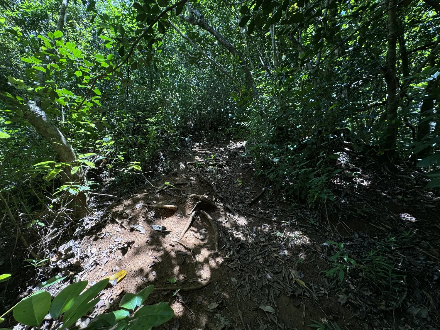 Hiking the Pride Rock Trail: Southeast Ridge of Puʻu ʻŌhulehule on ...