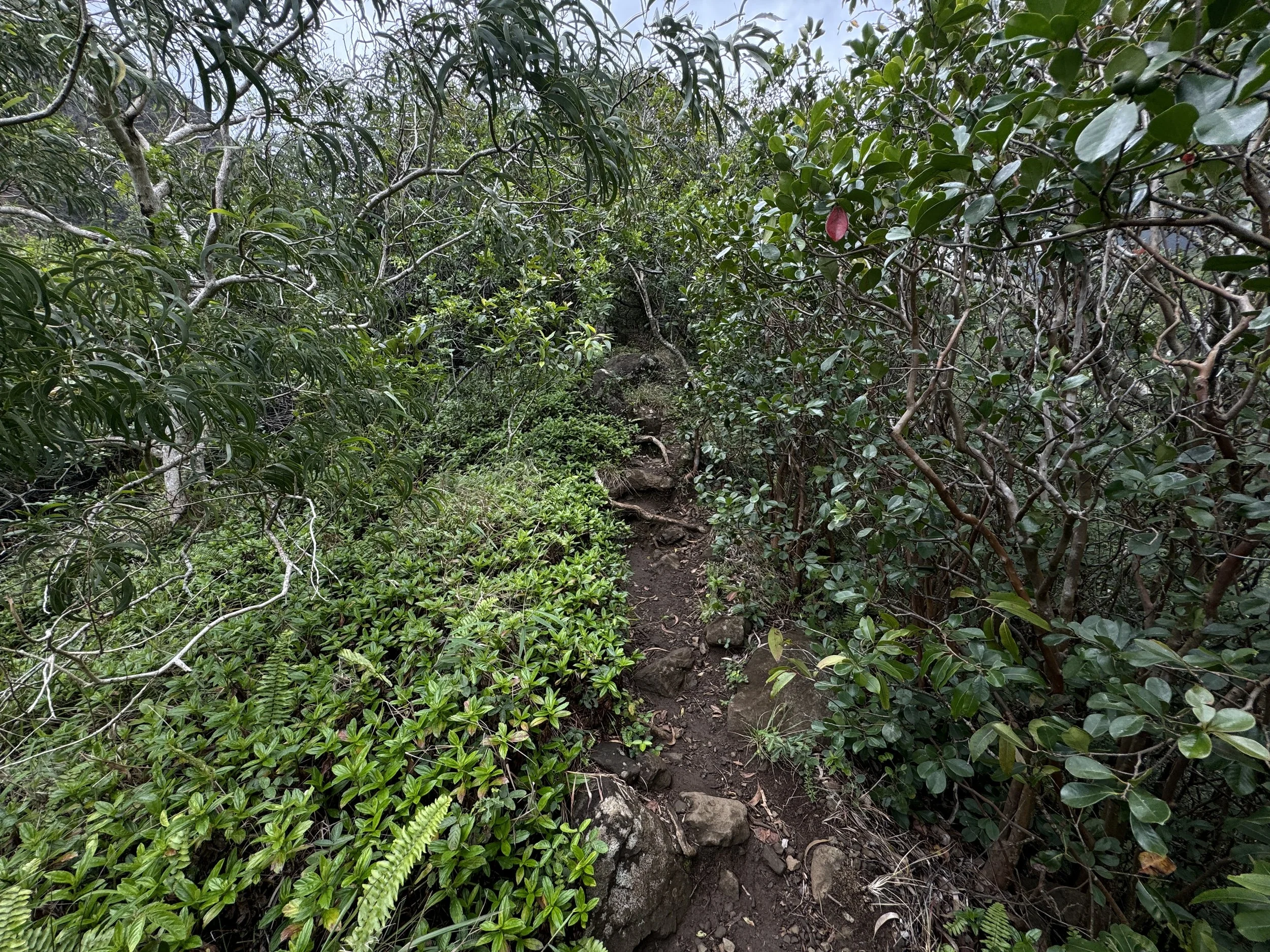 Hiking the ʻĪao Valley Tableland Trail ('Secret' Trail) on Maui ...