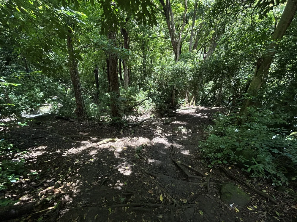 Hiking the Judd Trail & Jackass Ginger Pool on Oʻahu, Hawaiʻi — noahawaii