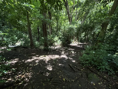 Hiking the Judd Trail & Jackass Ginger Pool on Oʻahu, Hawaiʻi — noahawaii