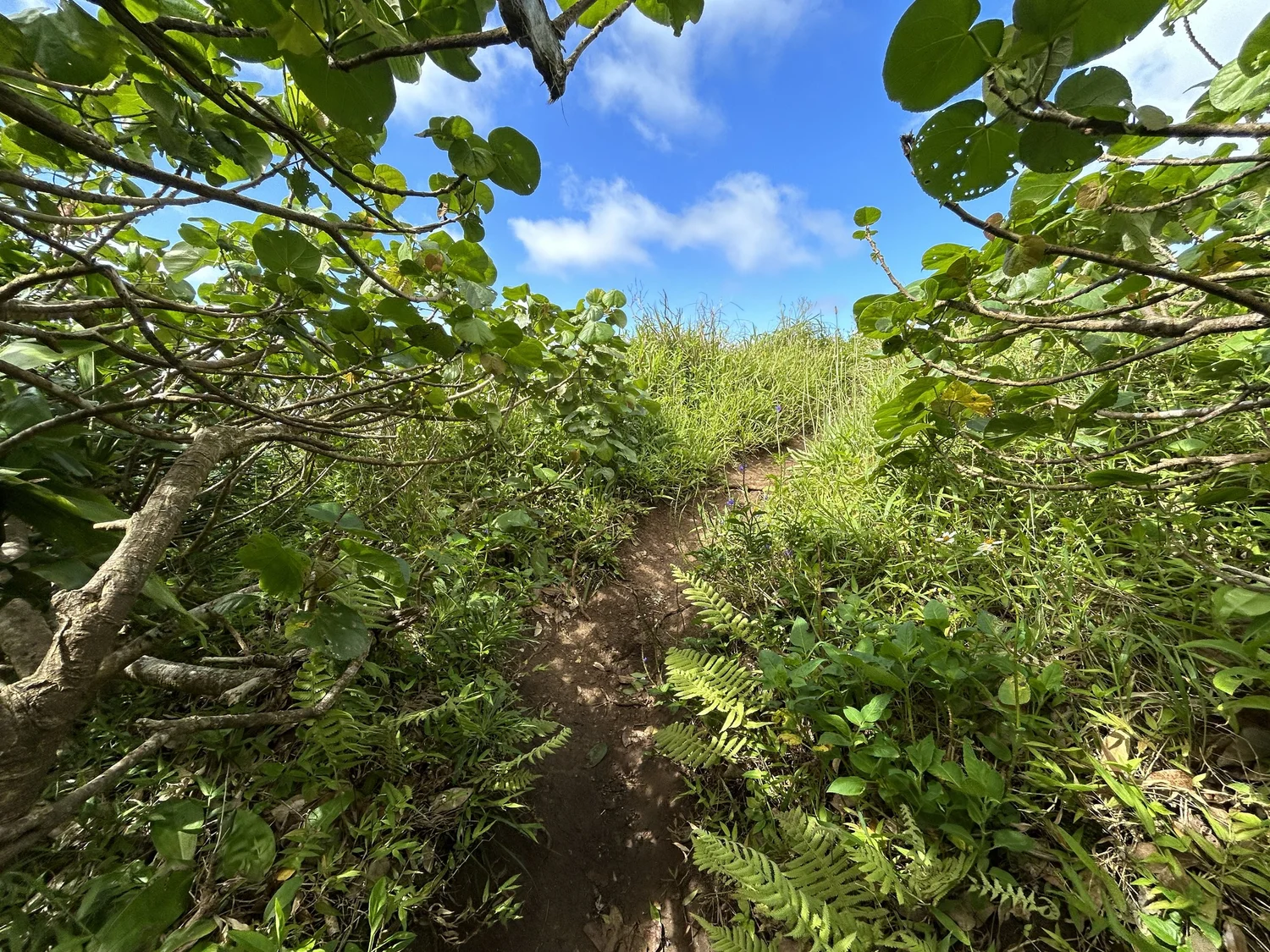 Hiking the Pali Notches Trail on Oʻahu, Hawaiʻi — noahawaii
