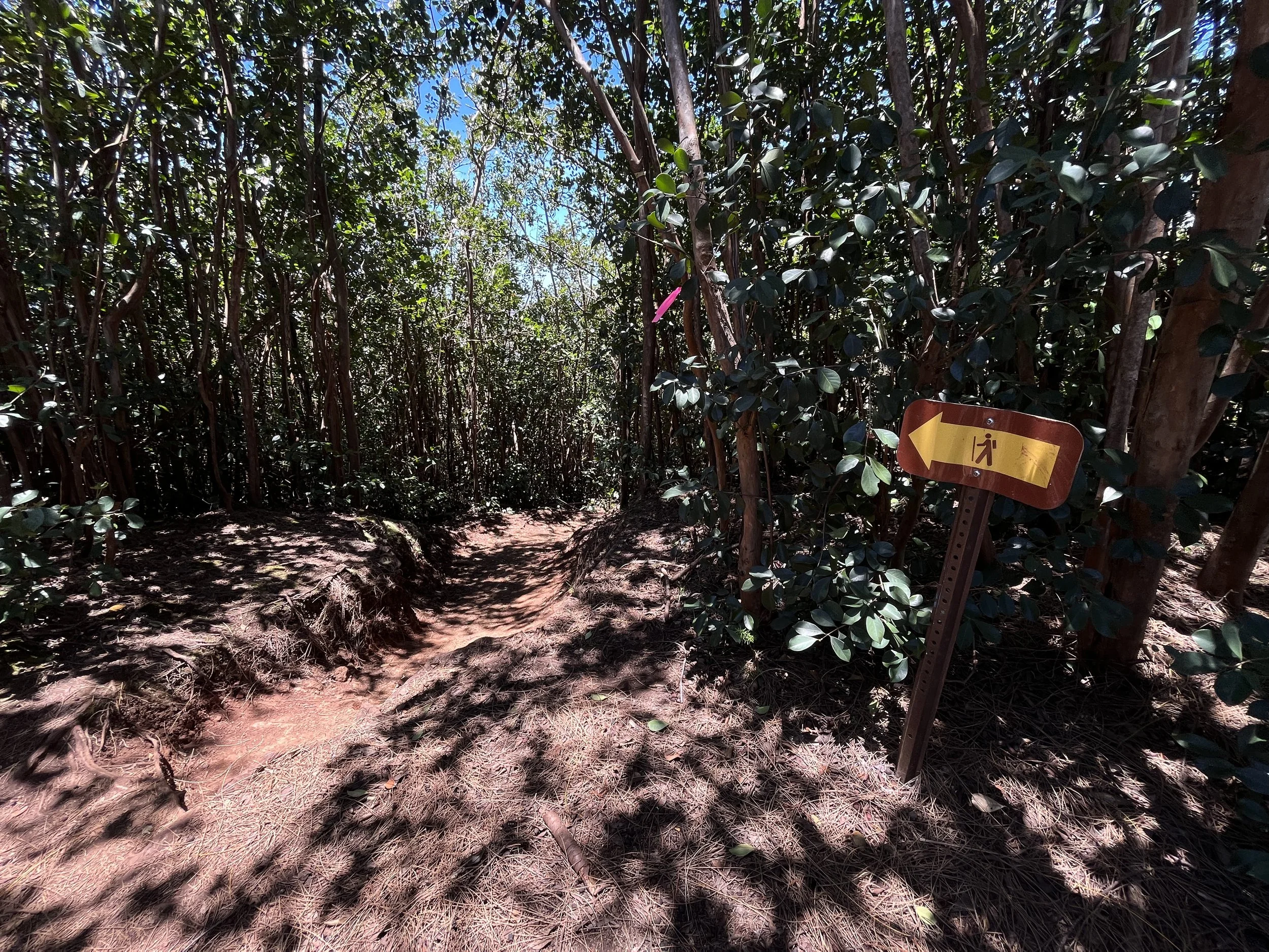 Hiking the Waʻahila Ridge Trail to Mt. Olympus (ʻAwaʻawaloa) on Oʻahu ...