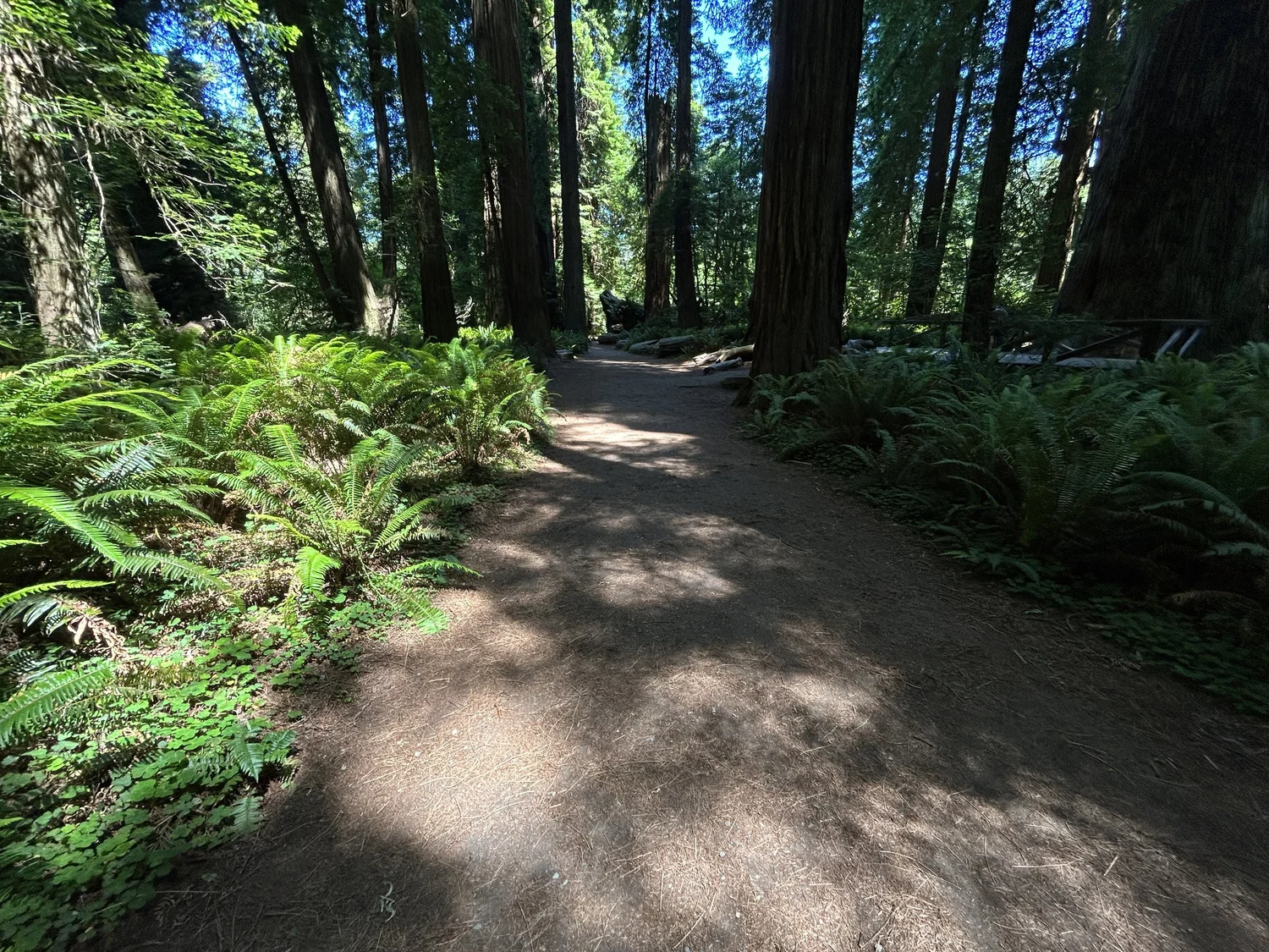 Hiking the Stout Memorial Grove Trail in Jedediah Smith Redwoods State ...
