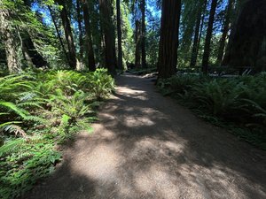 Hiking the Stout Memorial Grove Trail in Jedediah Smith Redwoods State ...