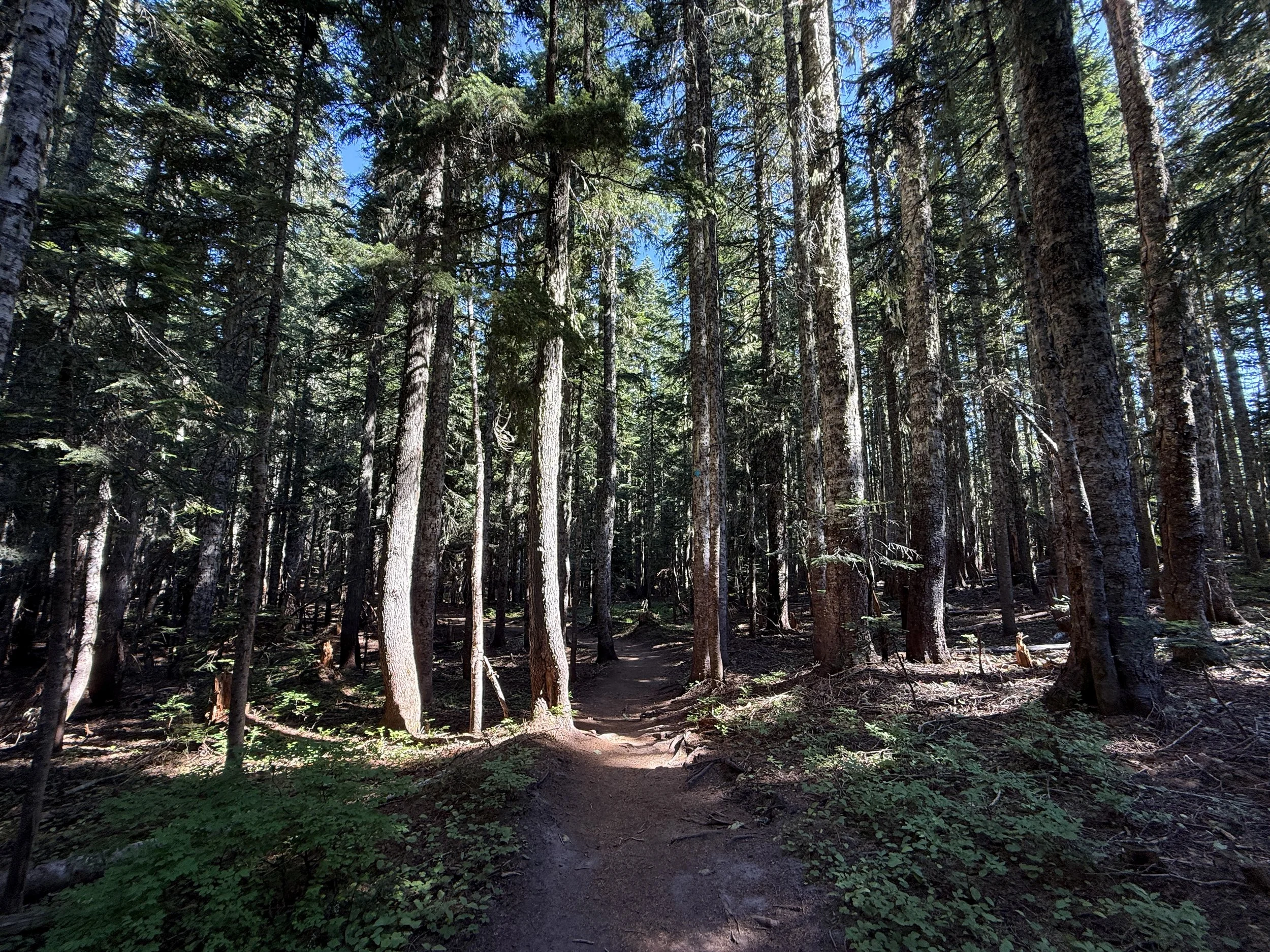 Climbing Mount Saint Helens via the Ptarmigan Trail & Monitor Ridge in ...
