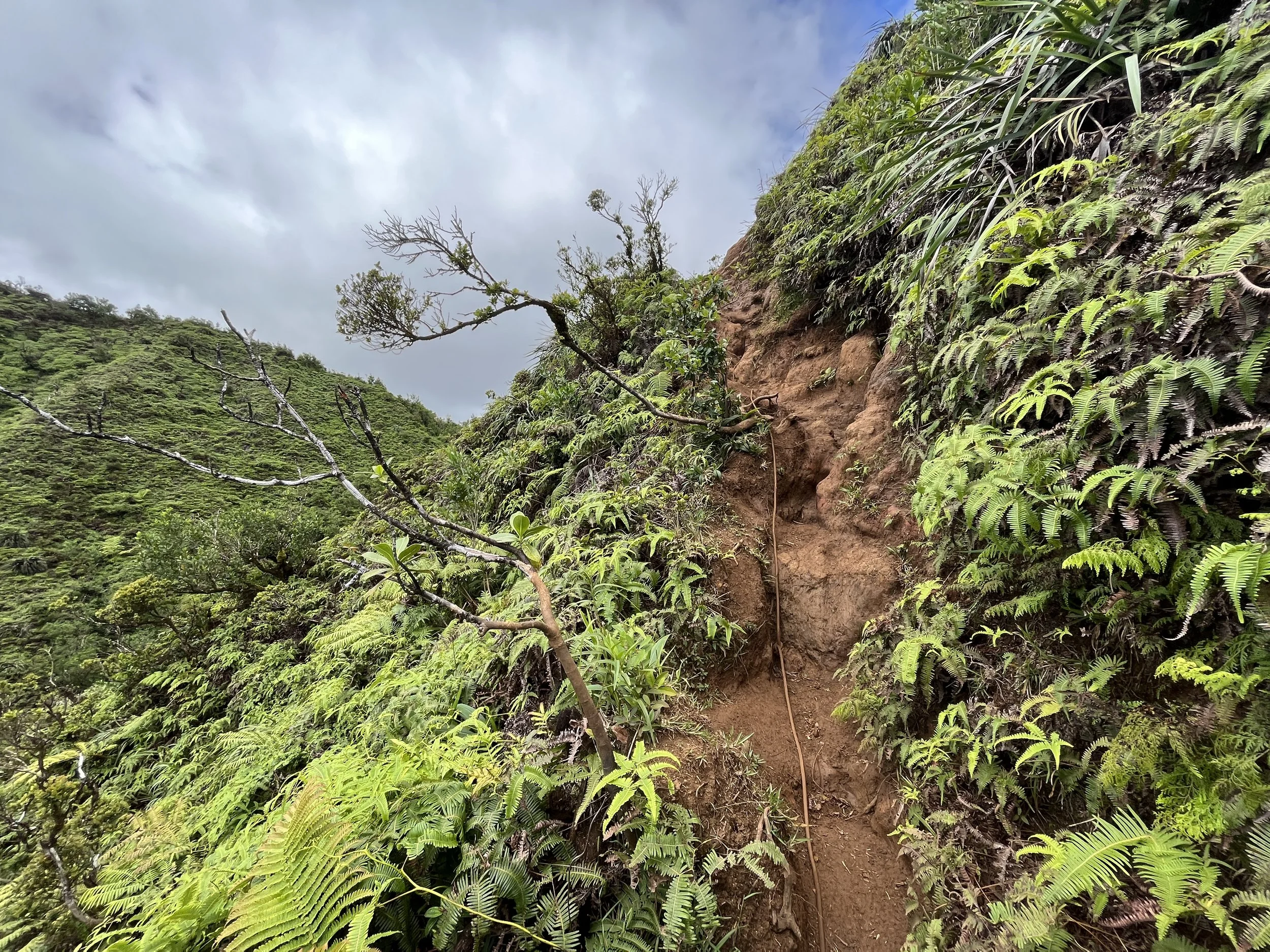 Hiking the Waʻahila Ridge Trail to Mt. Olympus (ʻAwaʻawaloa) on Oʻahu ...