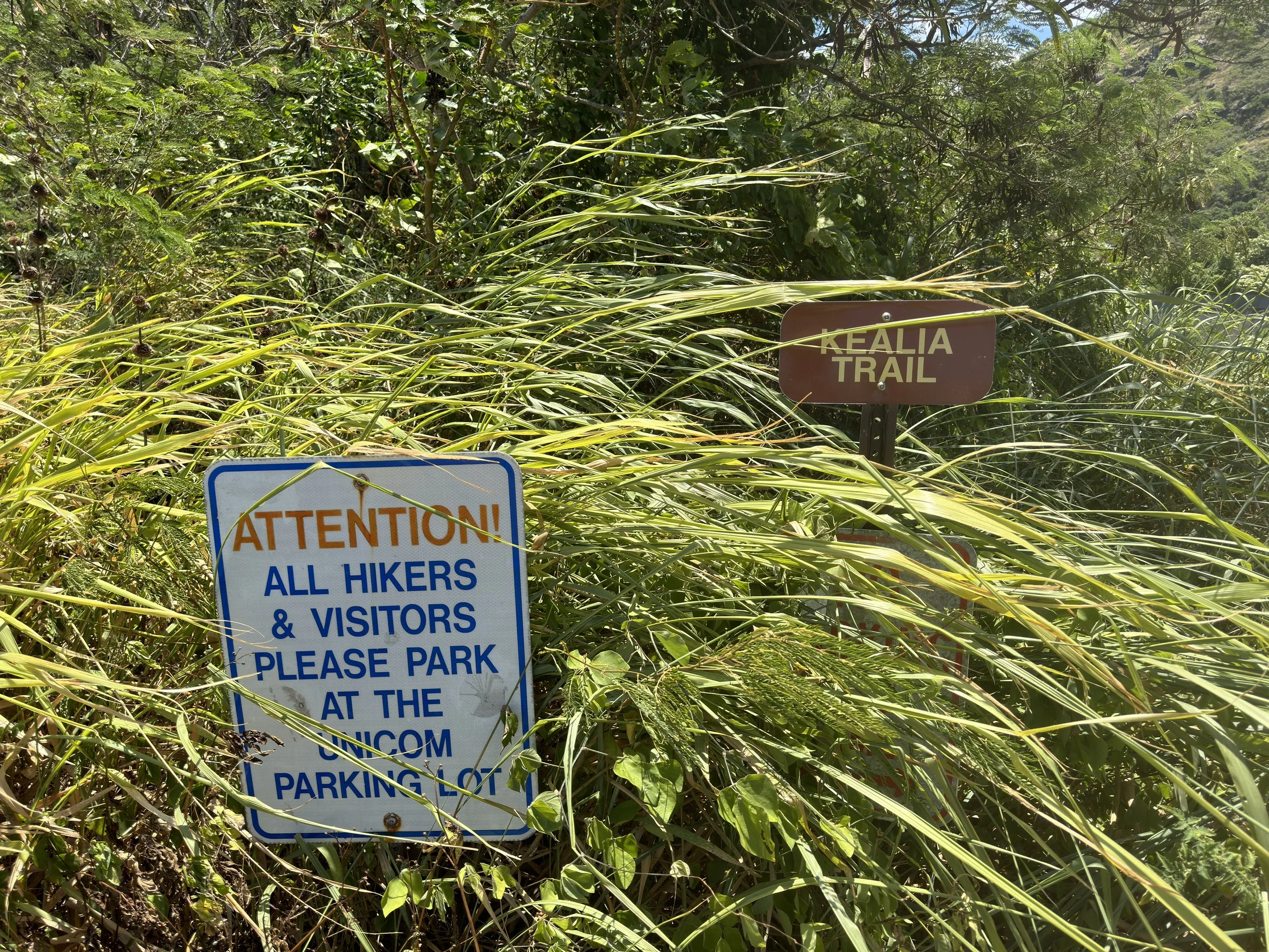 Hiking the Keālia Trail on Oʻahu's North Shore — noahawaii
