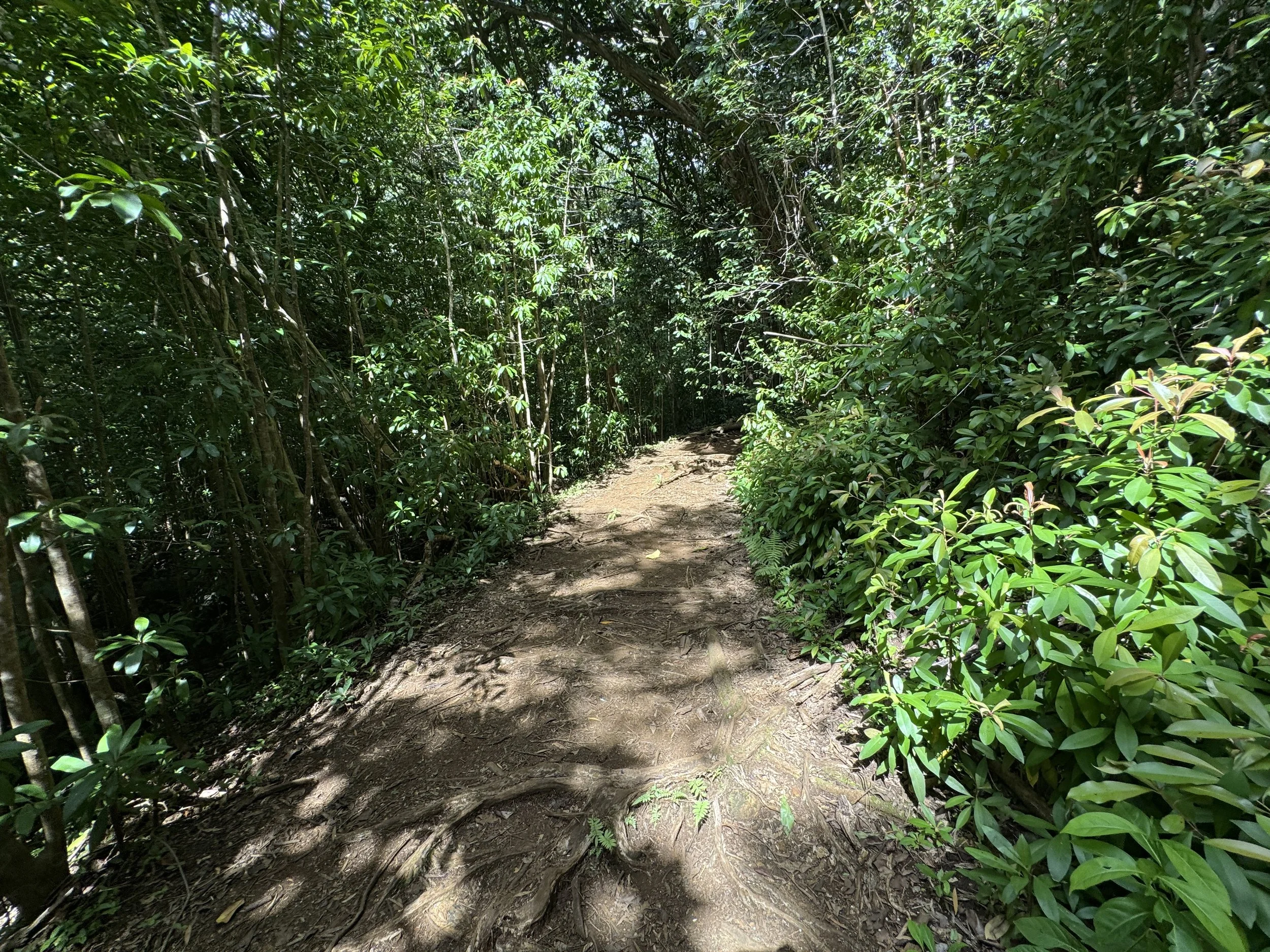 Hiking the Puʻu Pia Trail on Oʻahu, Hawaiʻi — noahawaii