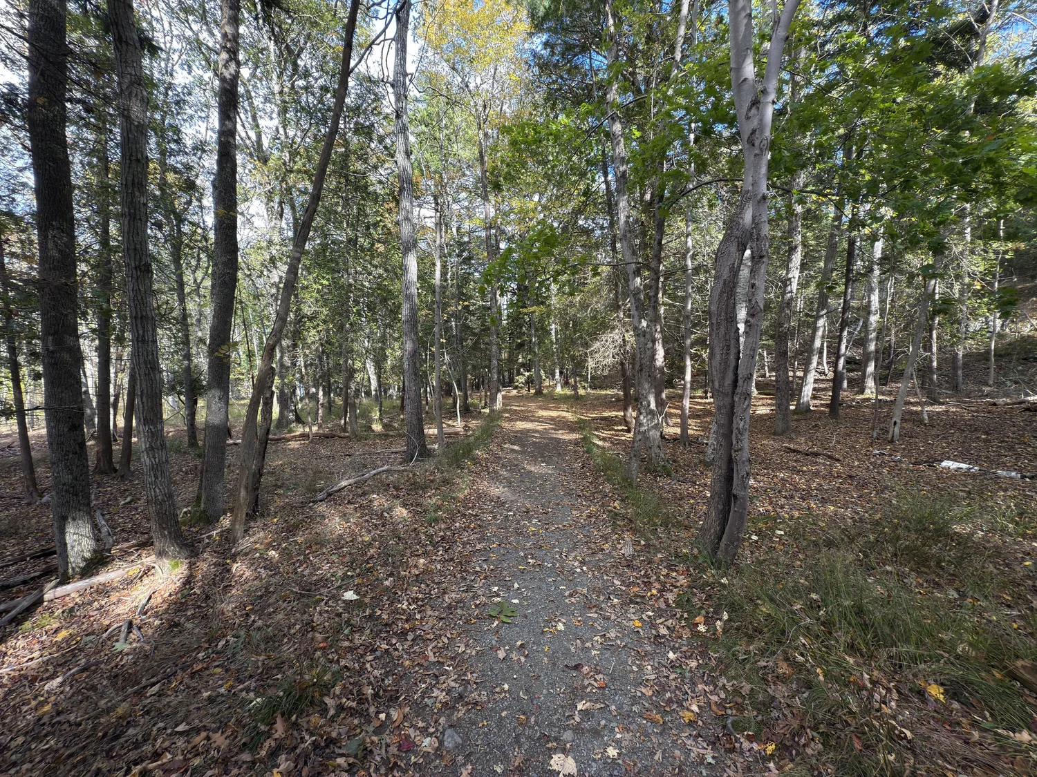 Hiking the Compass Harbor Trail in Acadia National Park — noahawaii