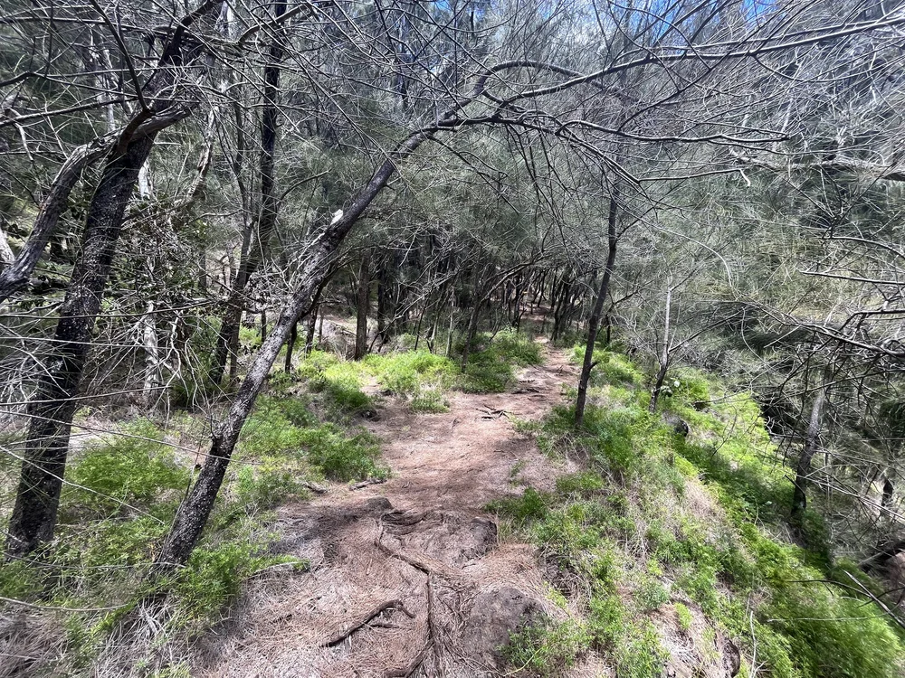 Hiking the Kapālama Ridge Trail to Puʻu Lanihuli on Oʻahu — noahawaii