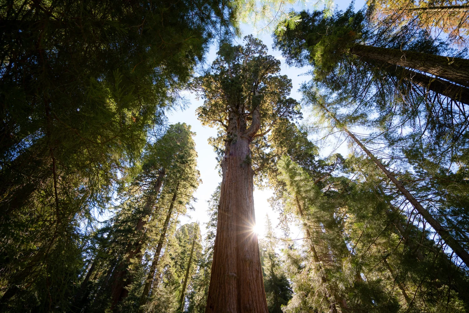 Hiking the General Sherman Tree Trail in Sequoia National Park — noahawaii