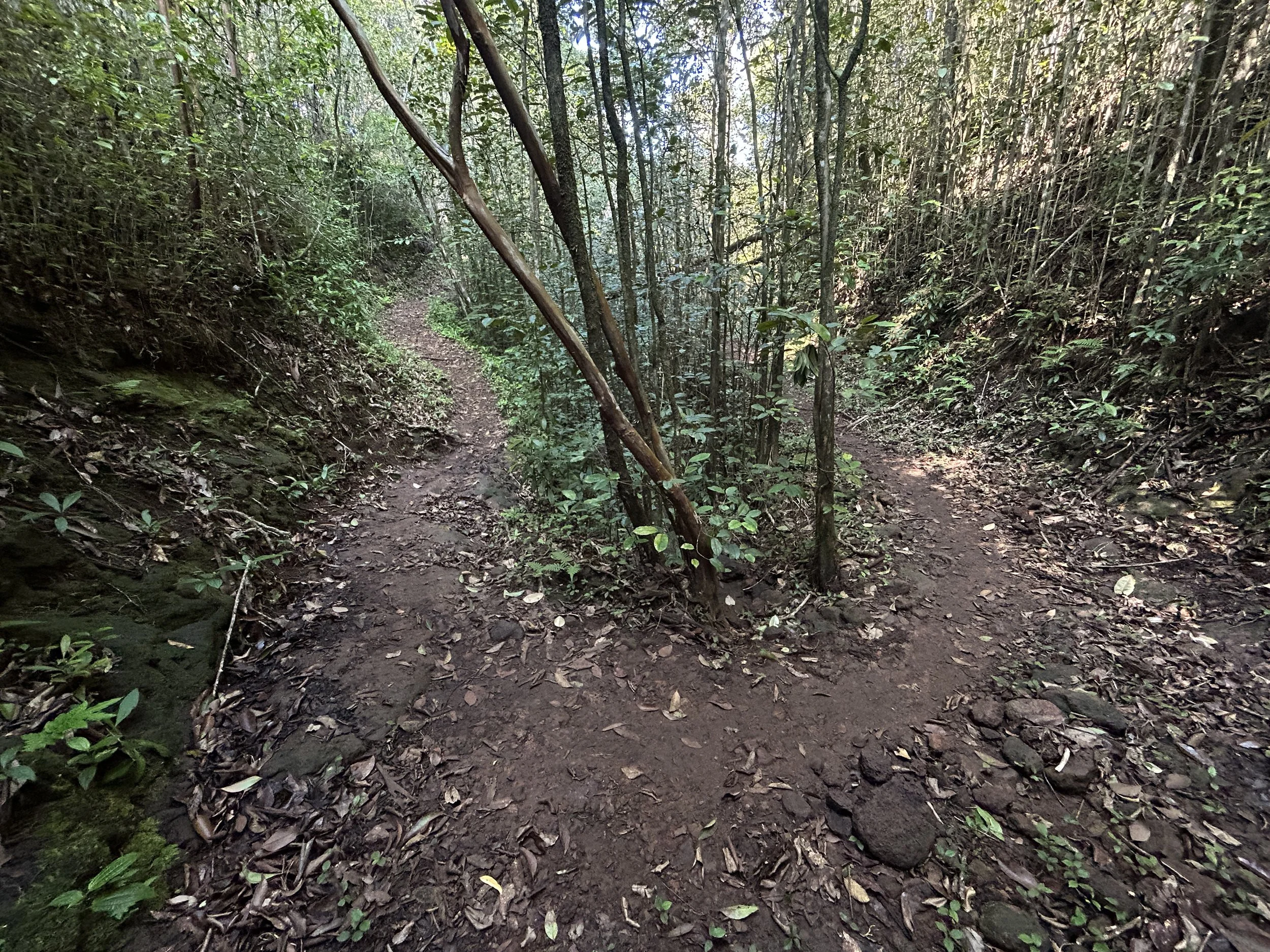 Hiking the Kaunala Loop Trail on the North Shore of Oʻahu, Hawaiʻi ...