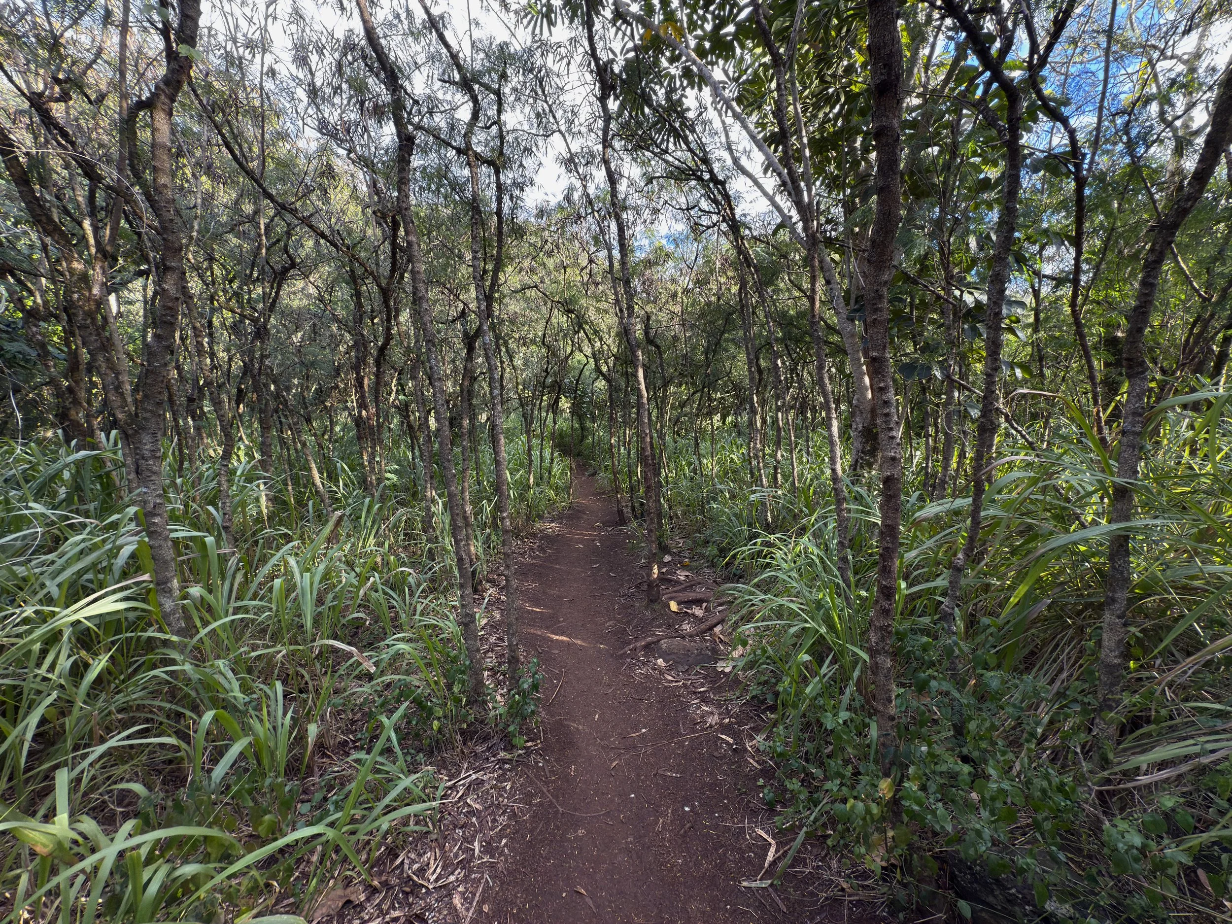 Hiking the ʻEhukai Pillbox Trail on the North Shore of Oʻahu, Hawaiʻi ...