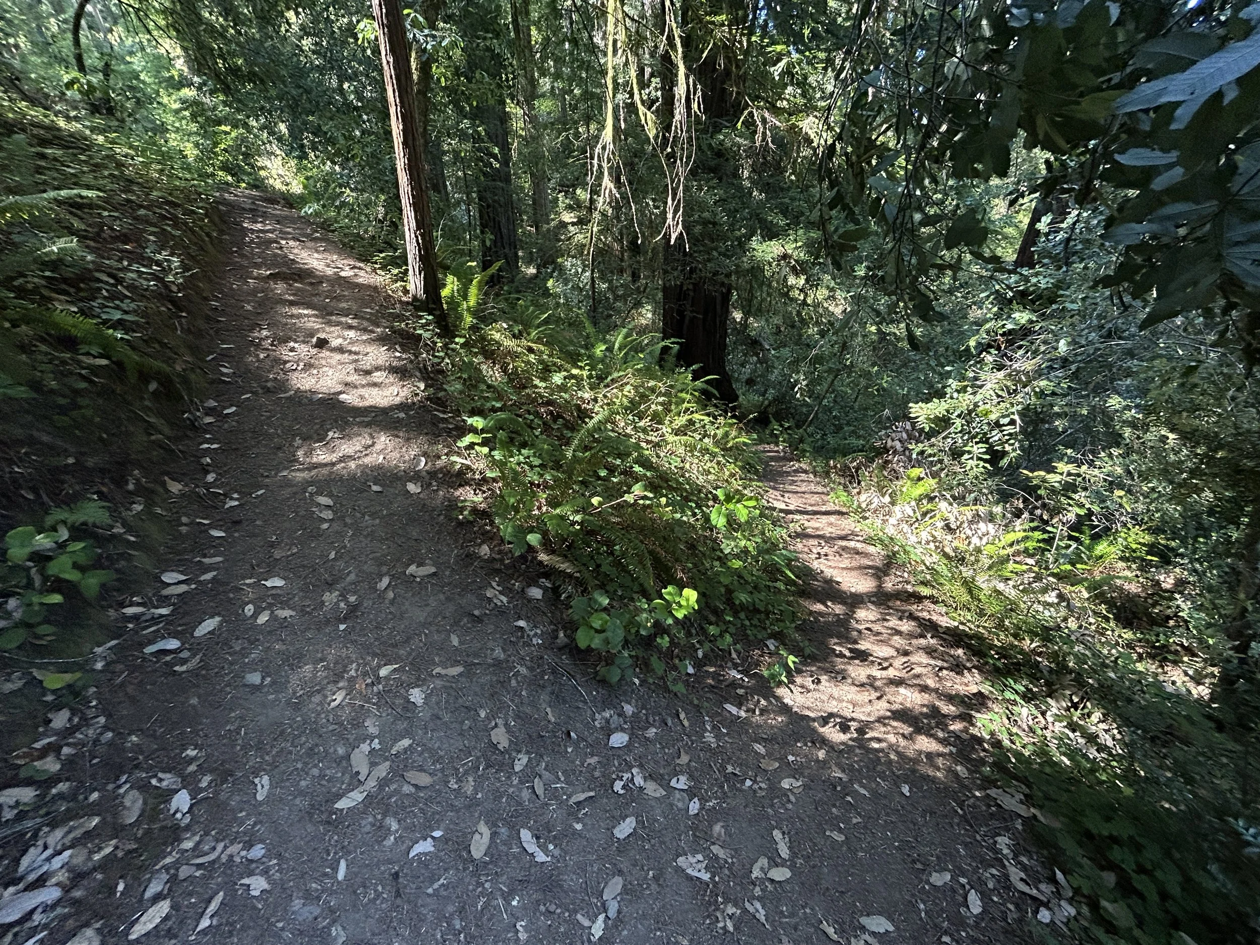 Hiking the Redwood Nature Trail on the Oregon Coast — noahawaii