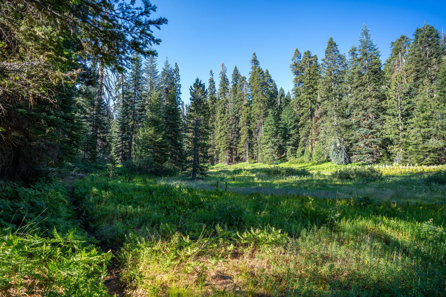 Hiking the Long Meadow Loop Trail in Sequoia National Park — noahawaii