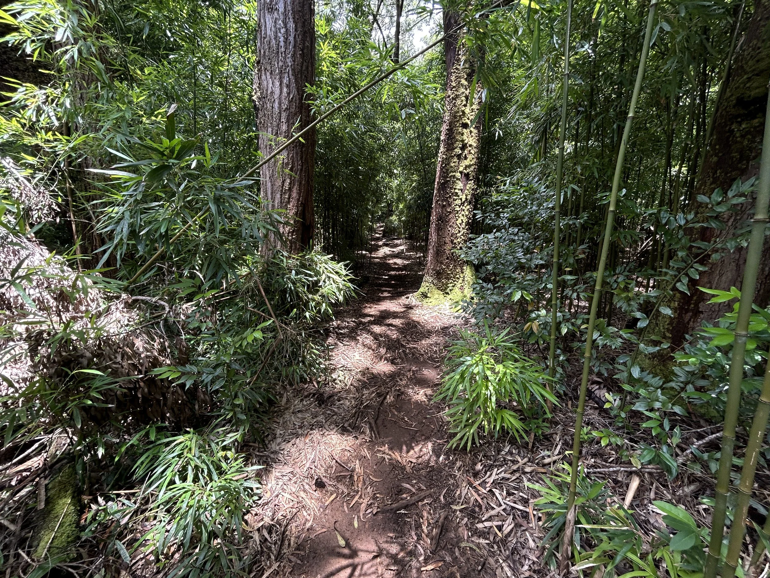 Hiking the Luakaha Falls Trail on Oʻahu, Hawaiʻi — noahawaii