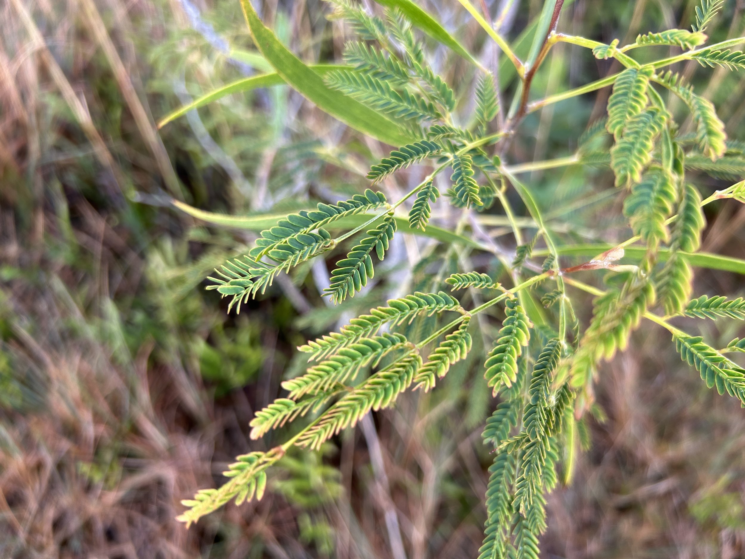 Hiking the Puʻu Pia Trail on Oʻahu — noahawaii