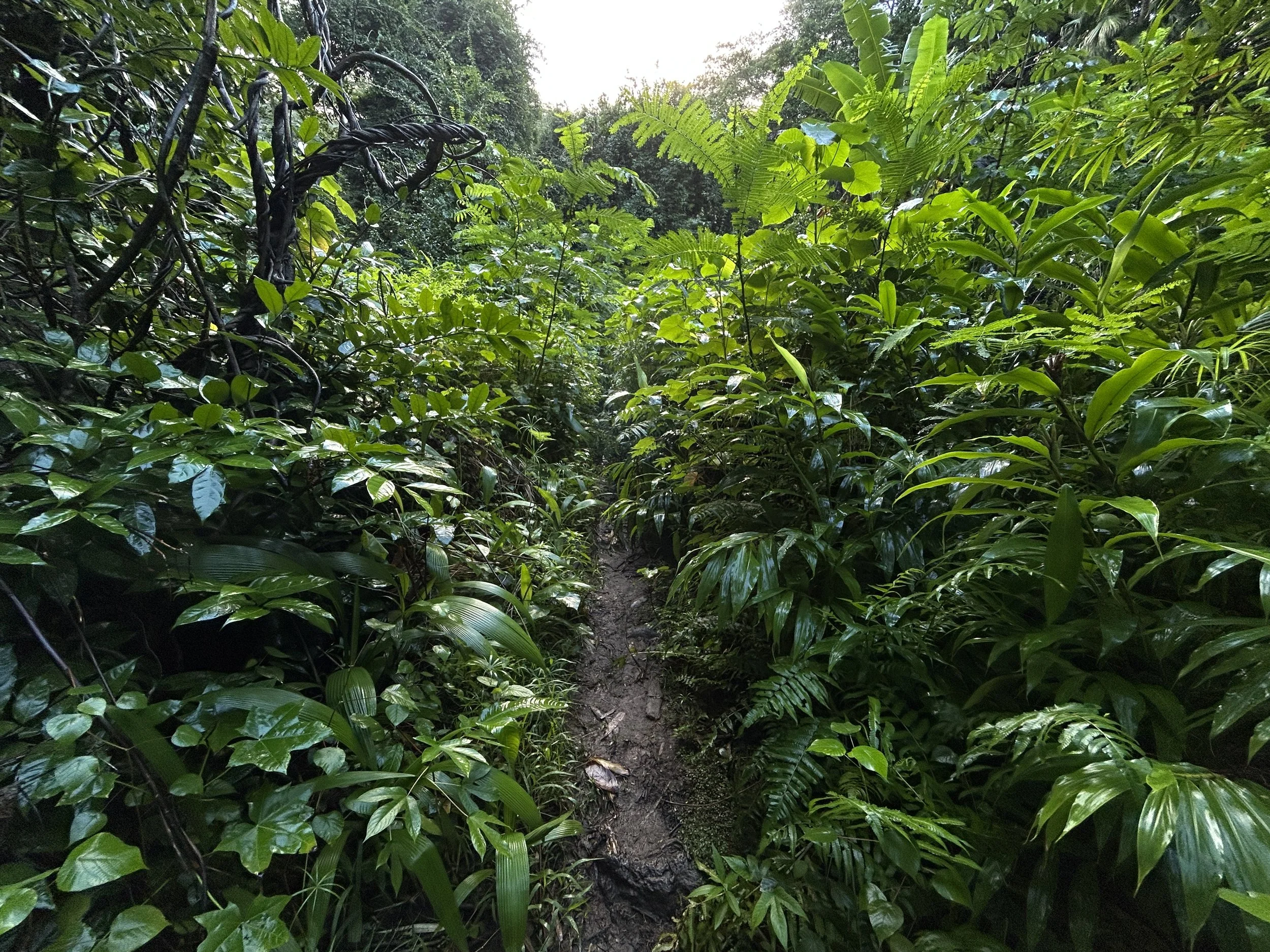 Hiking the Mānoa Middle Ridge Trail on Oʻahu — noahawaii