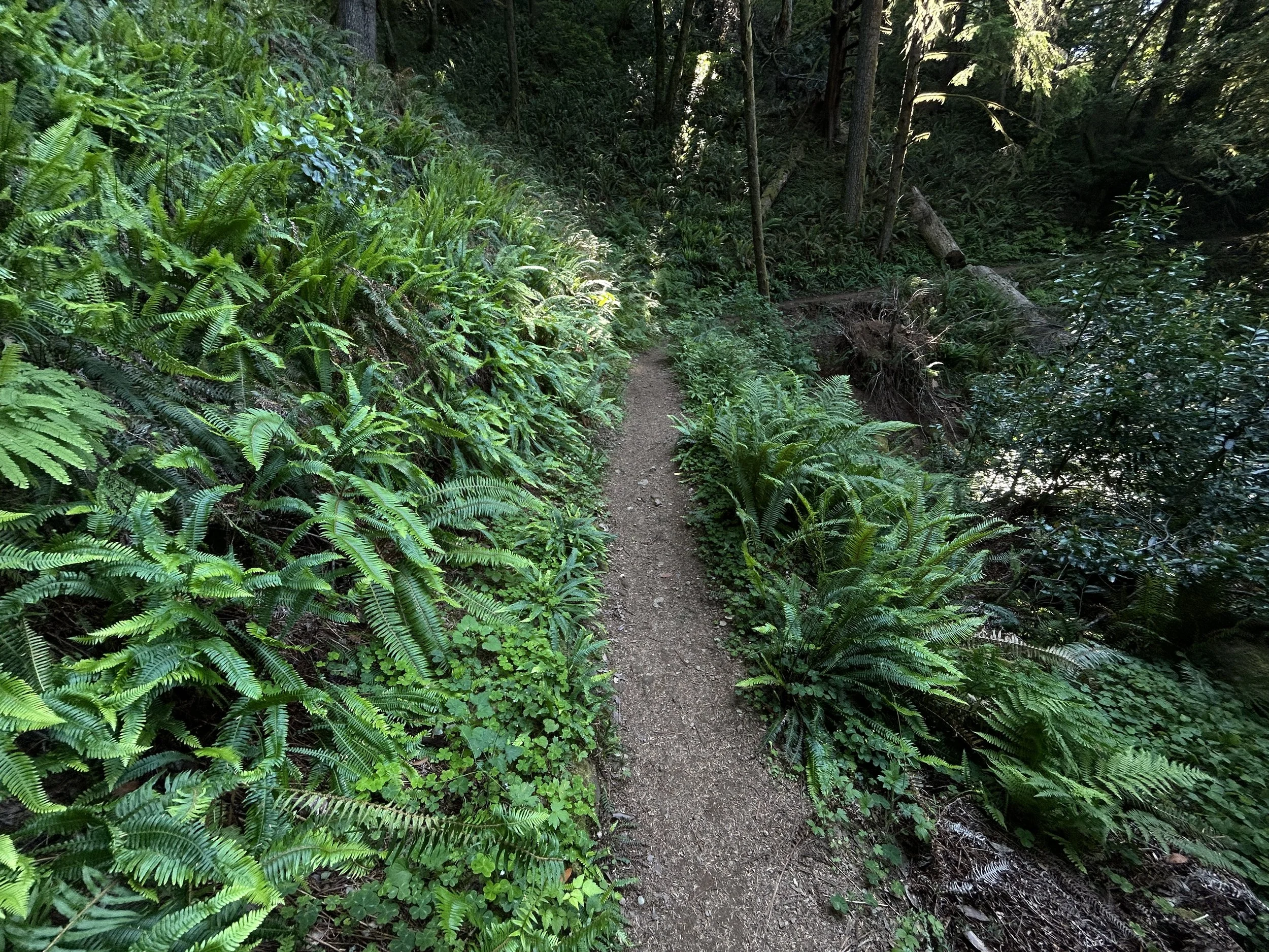 Hiking the Humbug Mountain Loop Trail on the Oregon Coast — noahawaii
