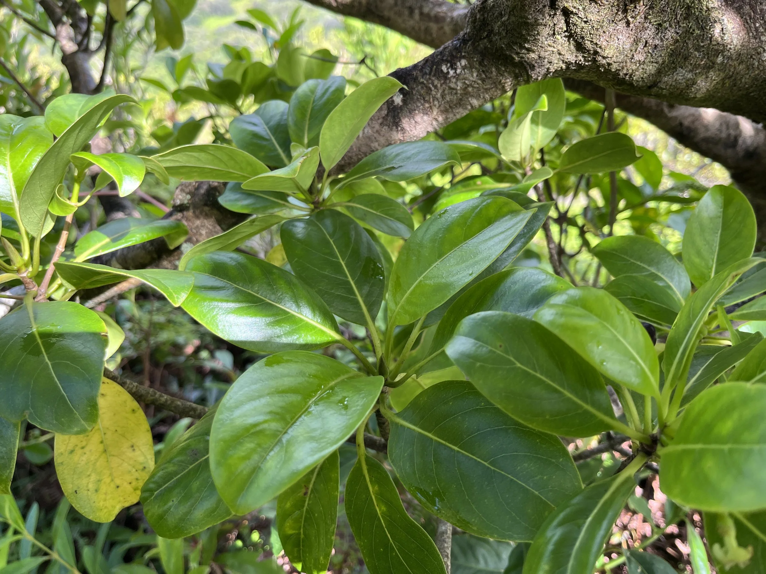 Native Hawaiian Plants: My Plant ID Guide — noahawaii