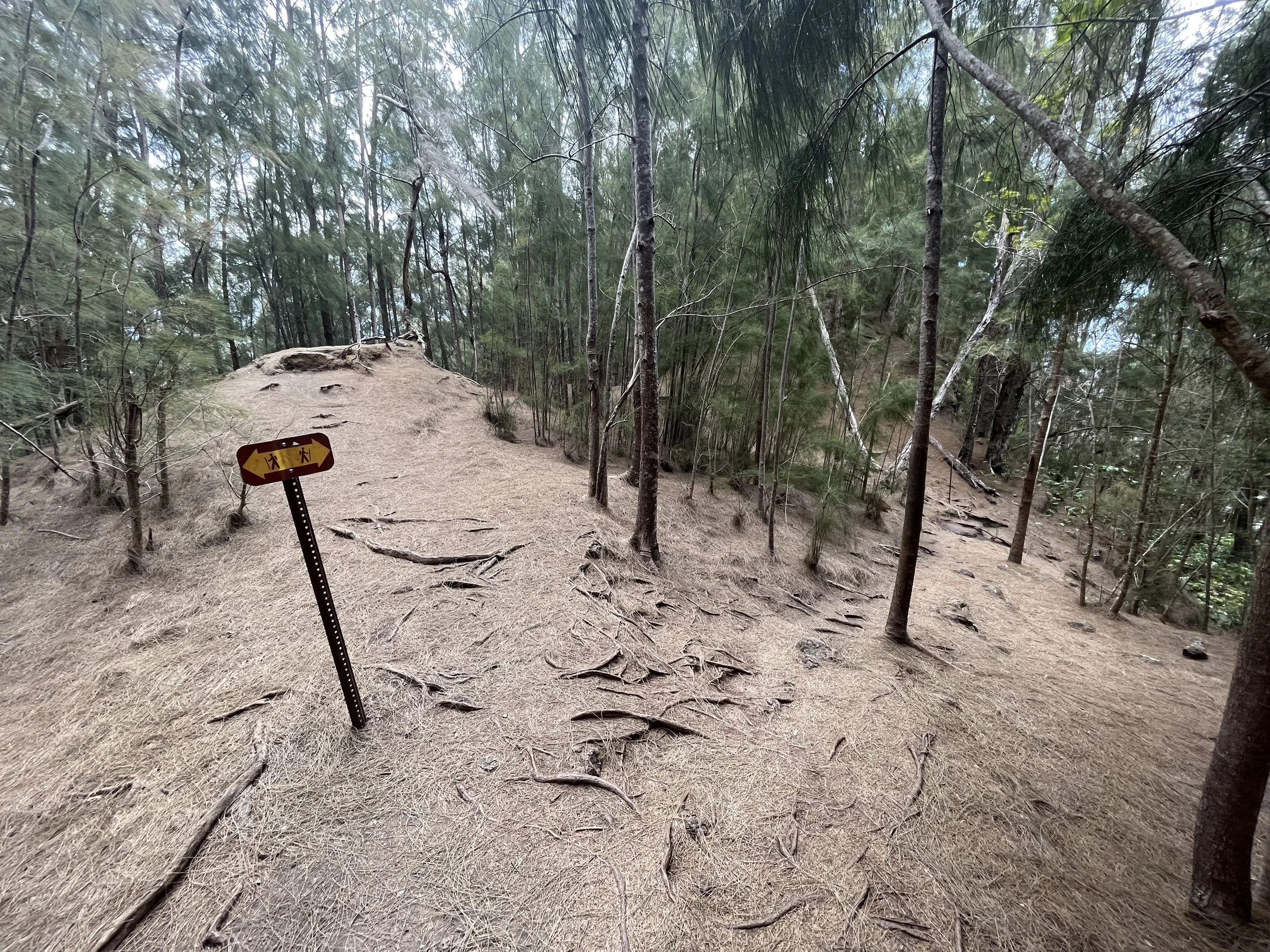 Hiking the Kuliʻouʻou Ridge Trail on Oʻahu — noahawaii