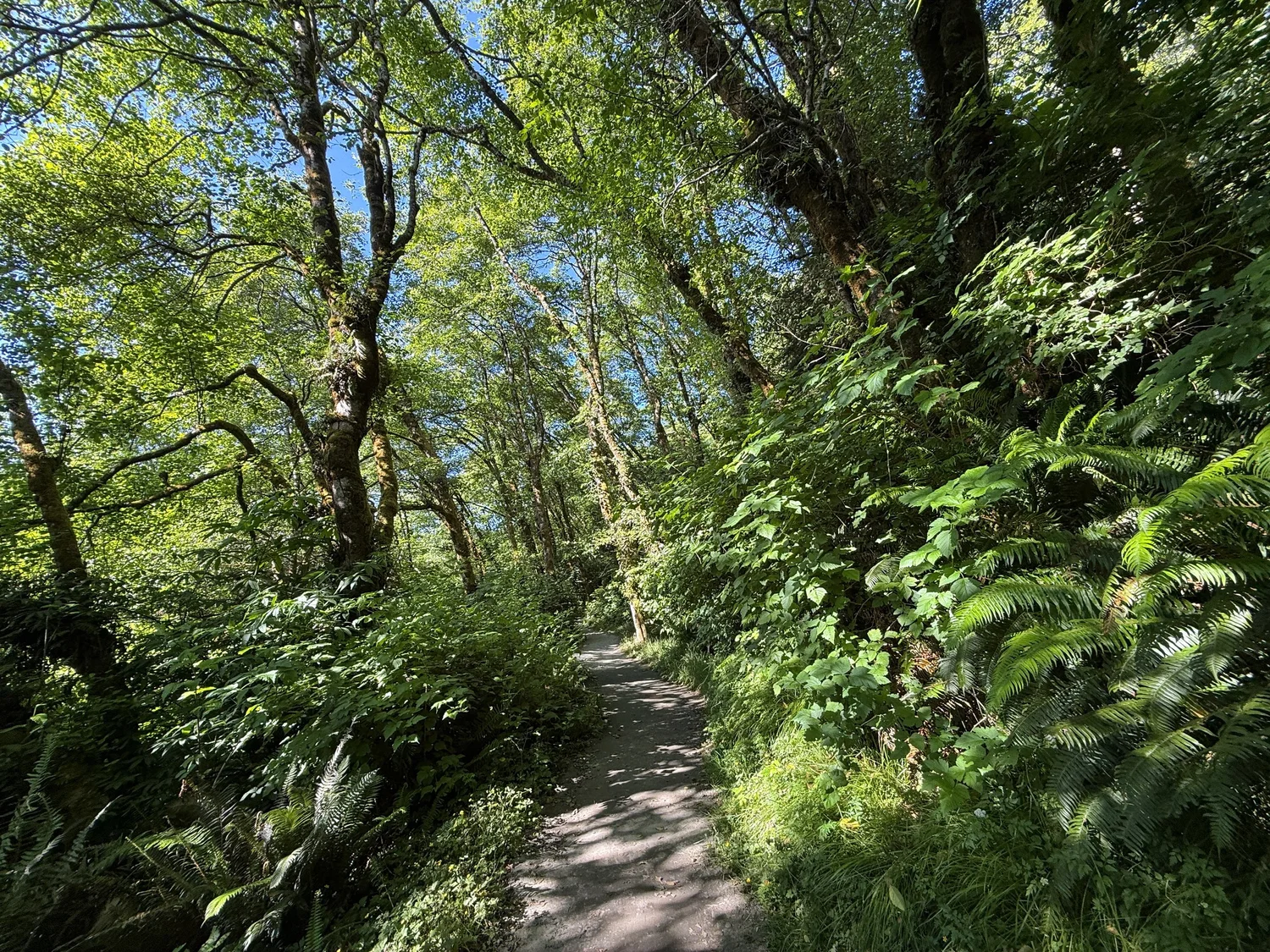 Hiking the Fern Canyon Loop Trail in Prairie Creek Redwoods State Park ...