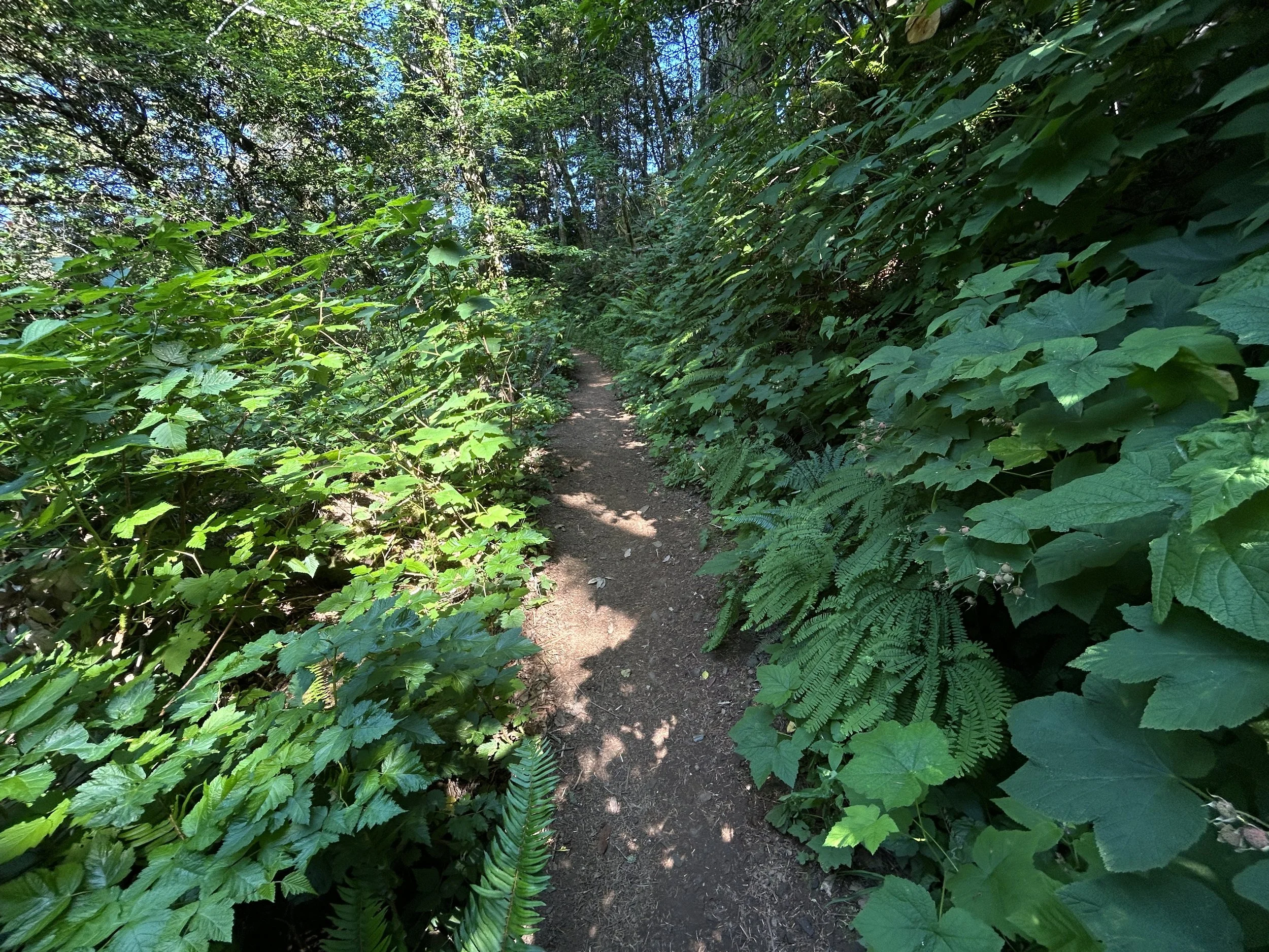 Hiking the Humbug Mountain Loop Trail on the Oregon Coast — noahawaii