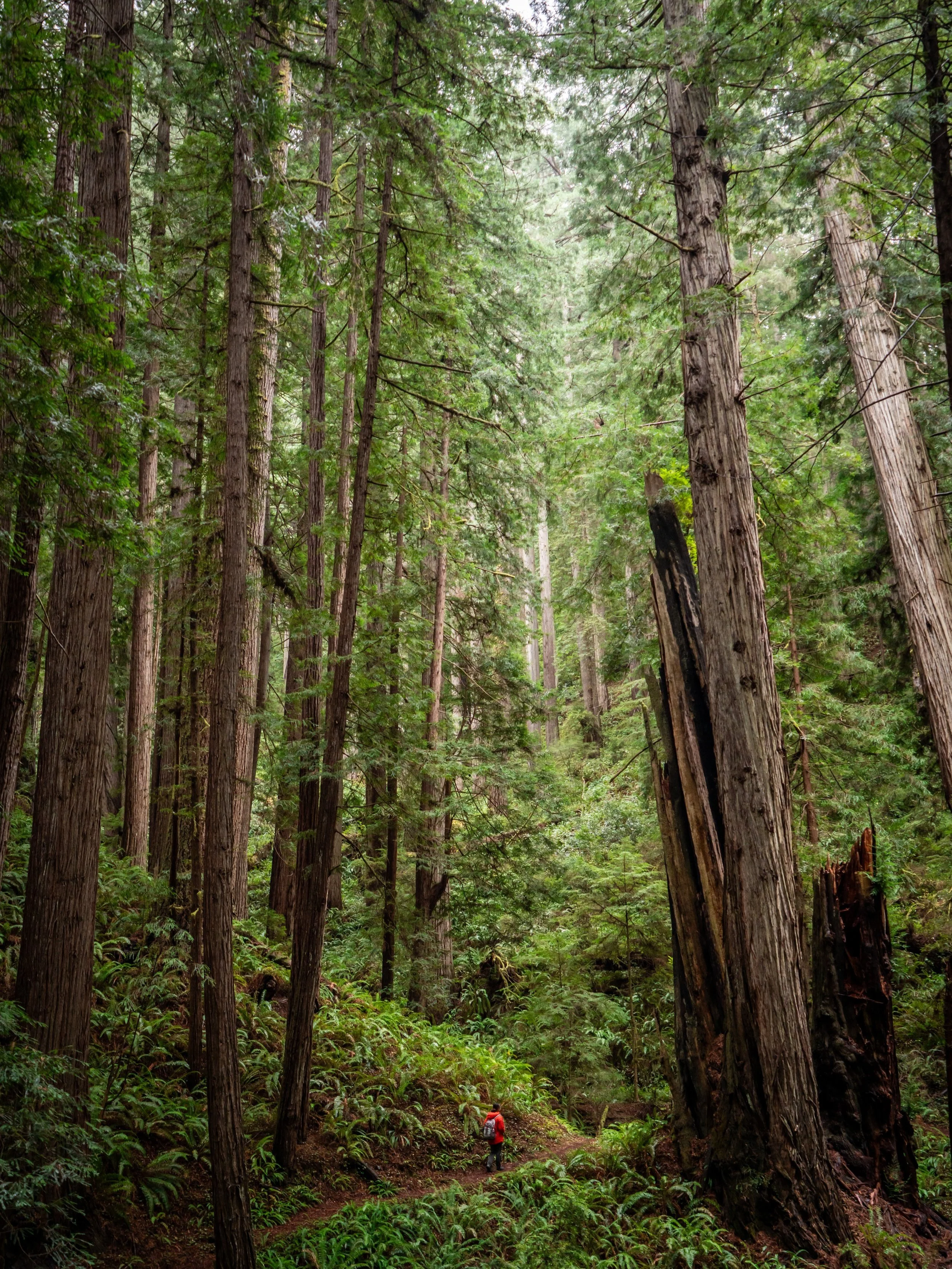 Hiking the Brown Creek-Rhododendron-West Ridge Loop Trail in Prairie ...