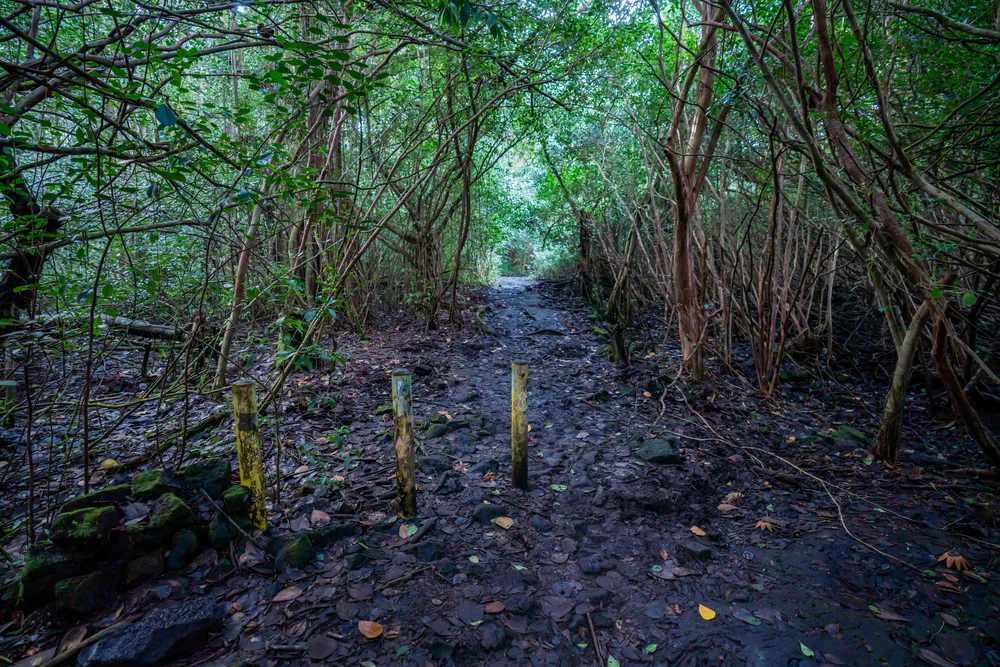 Hiking the Puna Trail to Hāʻena Beach on the Big Island of Hawaiʻi ...