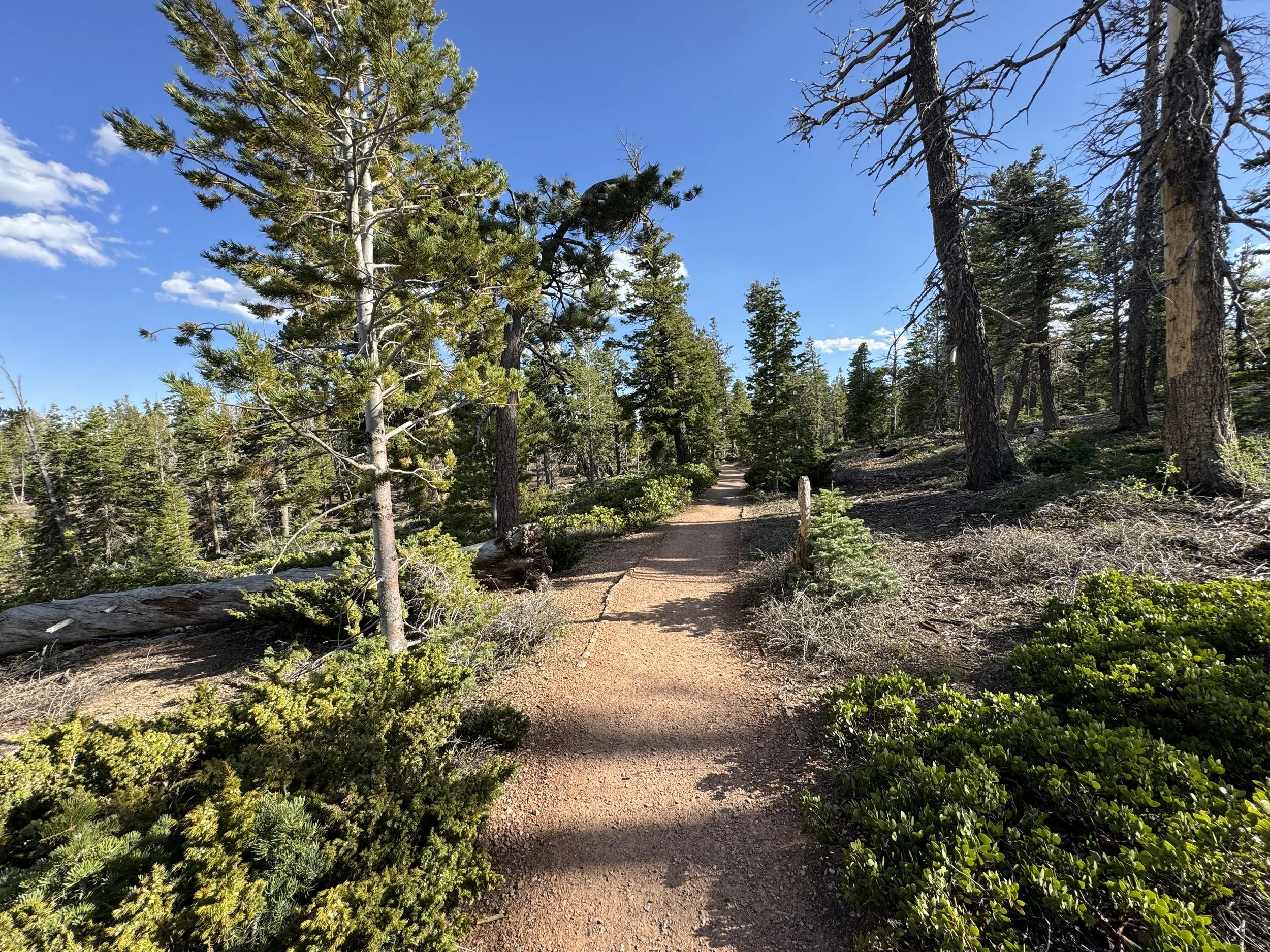 Hiking the Bristlecone Loop Trail in Bryce Canyon National Park — noahawaii