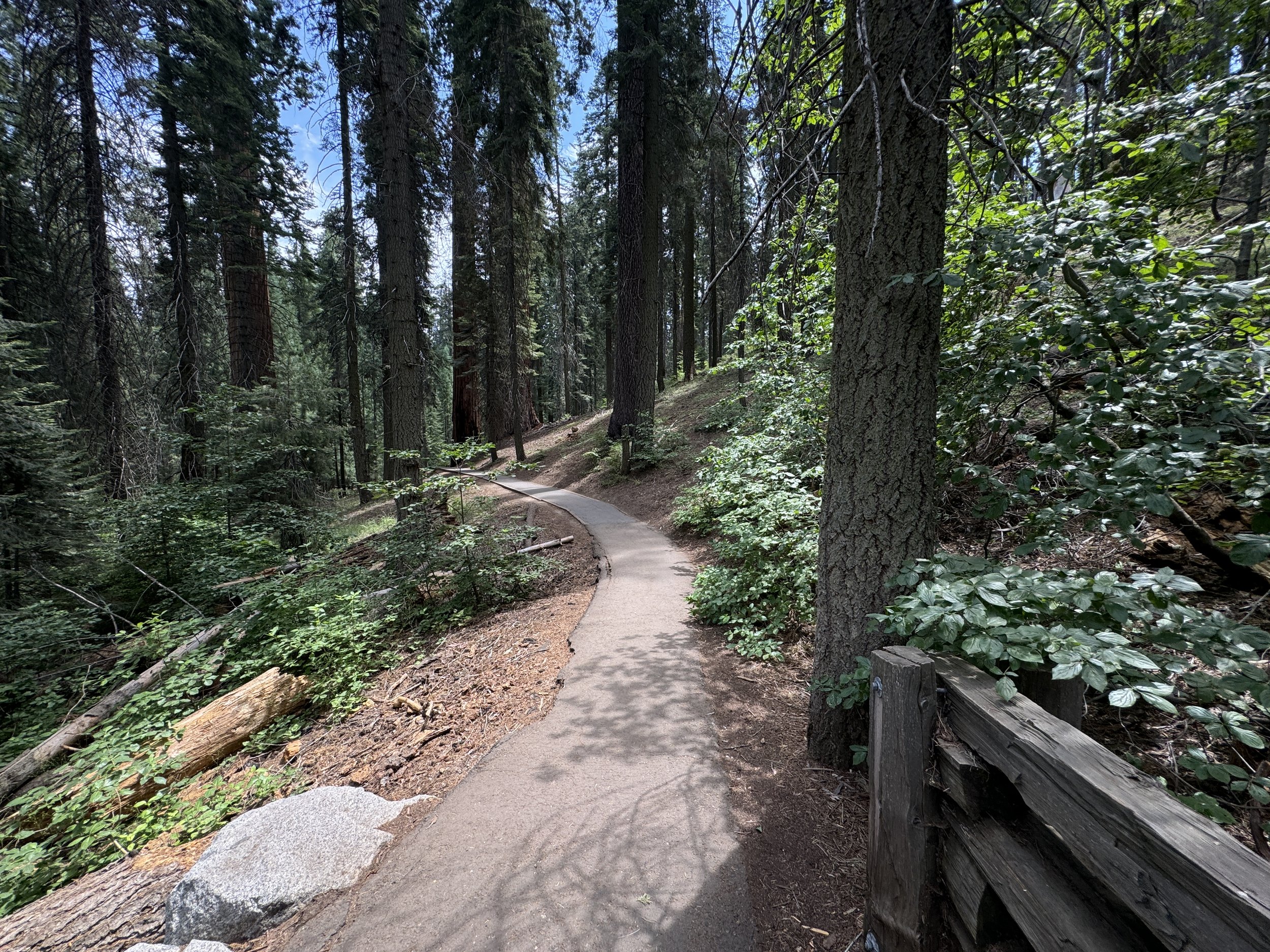 Hiking the Big Trees Trail in Sequoia National Park — noahawaii
