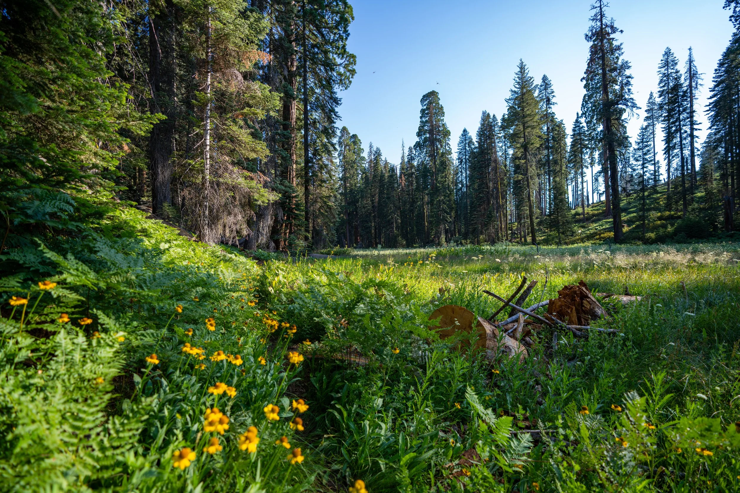 Hiking the Tharp’s Log Trail (Log Meadow Loop) in Sequoia National Park ...