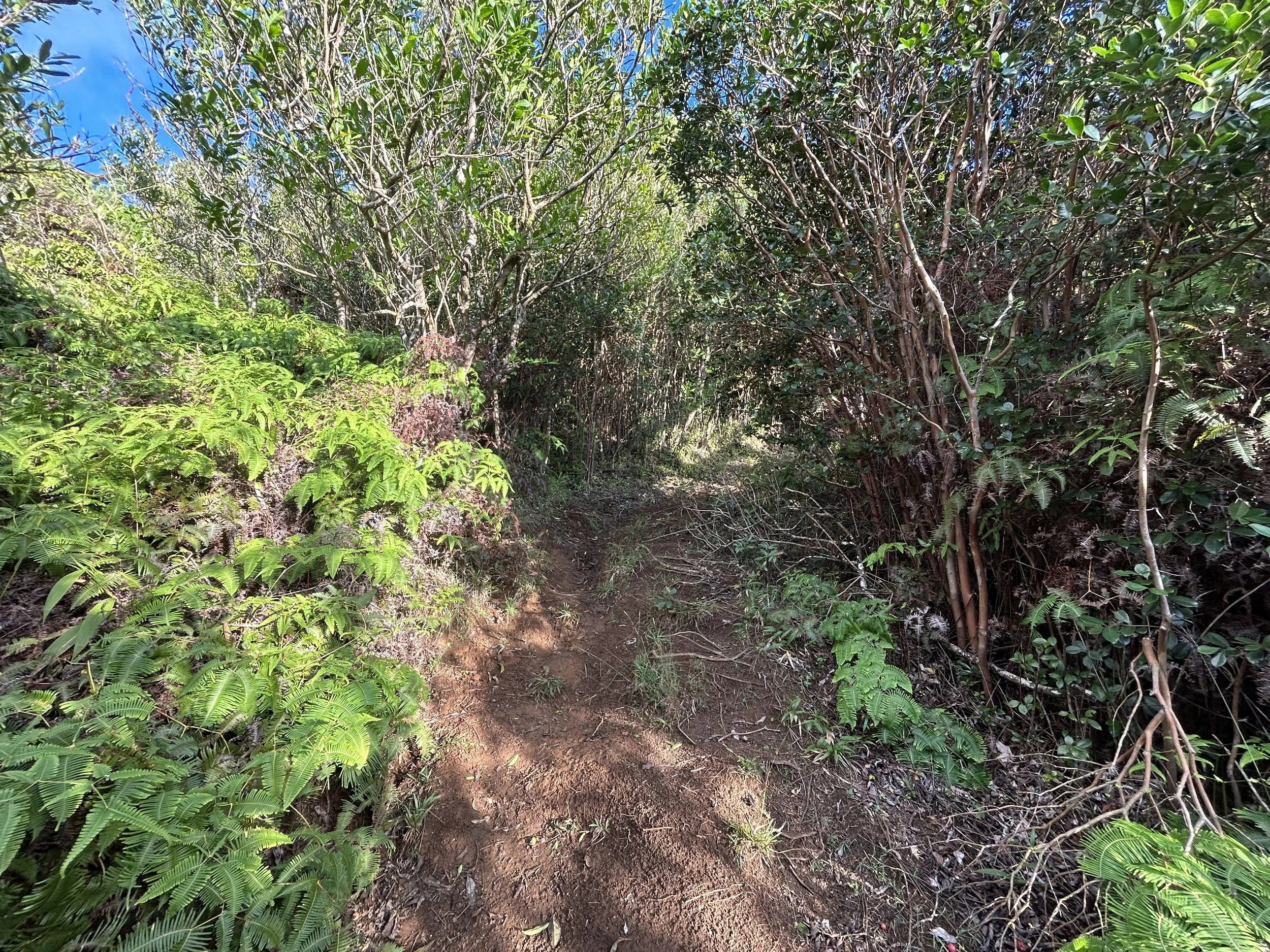 Hiking the Kolowalu Trail to Waʻahila Ridge on Oʻahu — noahawaii