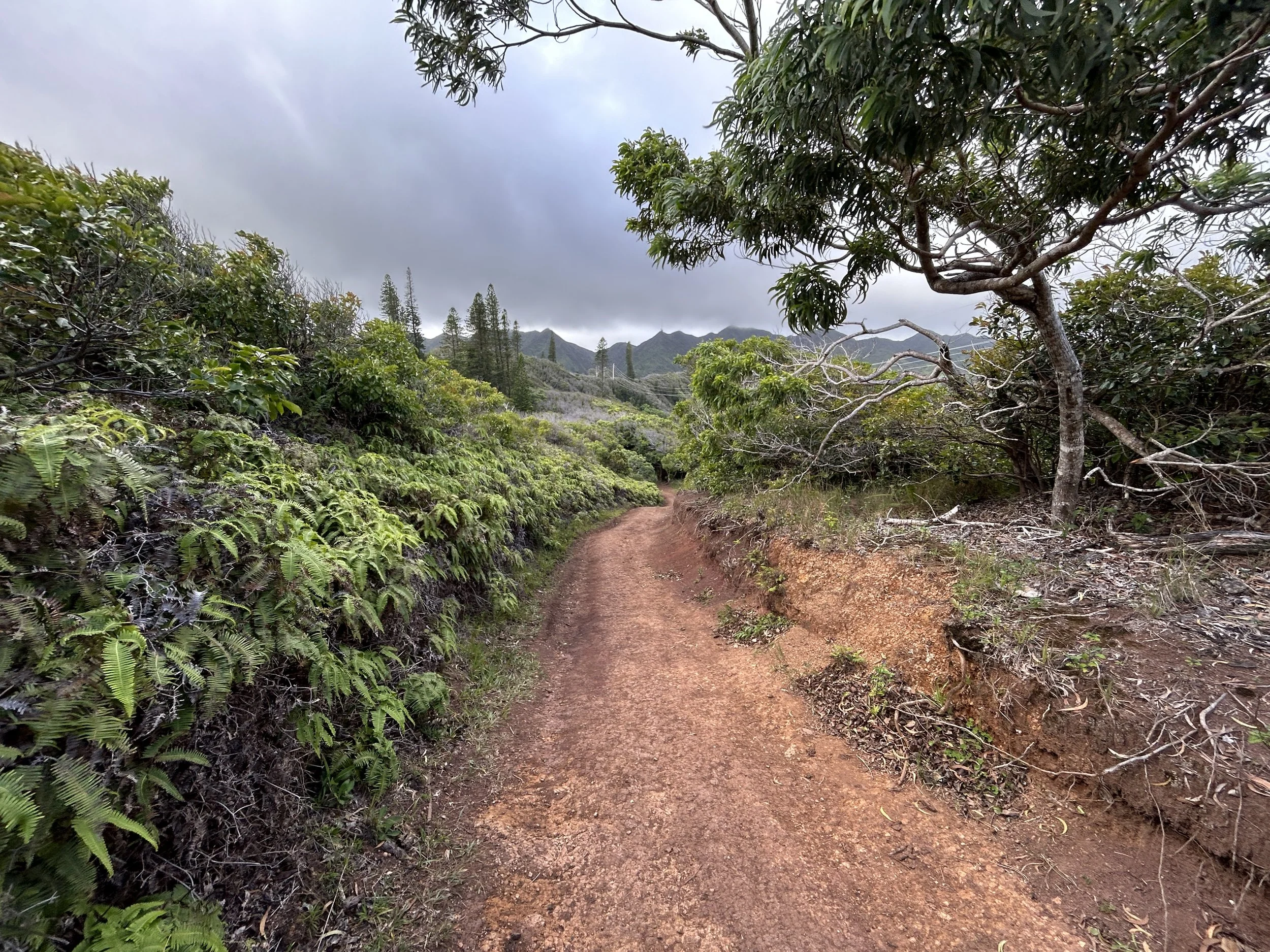 Hiking the Wiliwilinui Ridge Trail on Oʻahu, Hawaiʻi — noahawaii