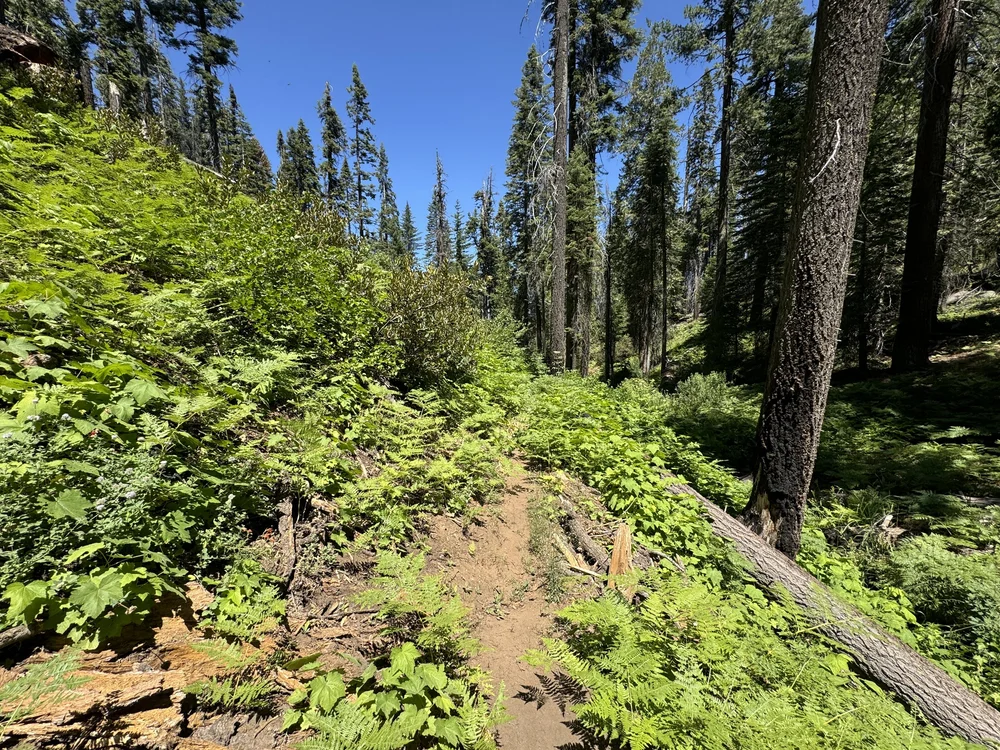 Hiking the North Boundary-Lone Pine Loop Trail in Kings Canyon National ...