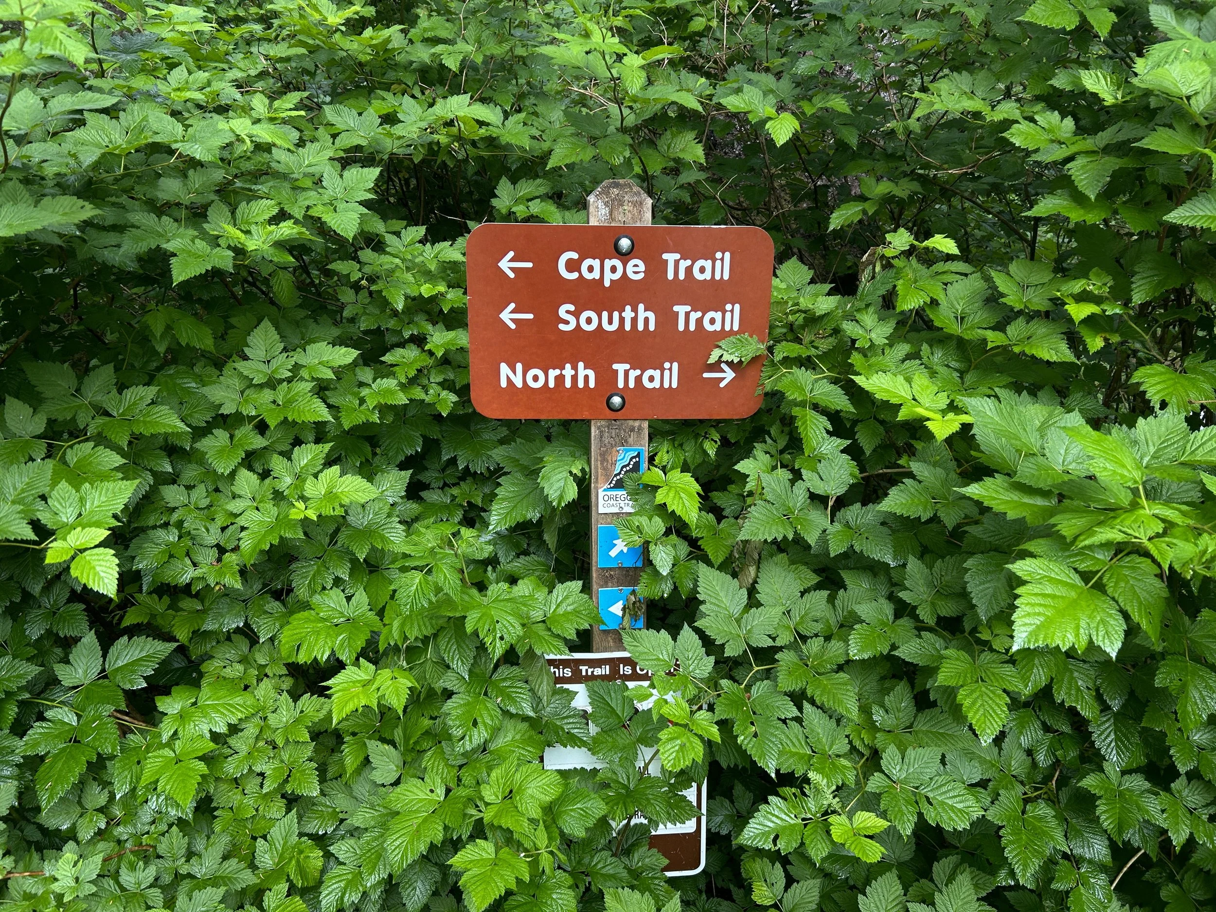 Hiking the Cape Lookout Trail on the Oregon Coast — noahawaii