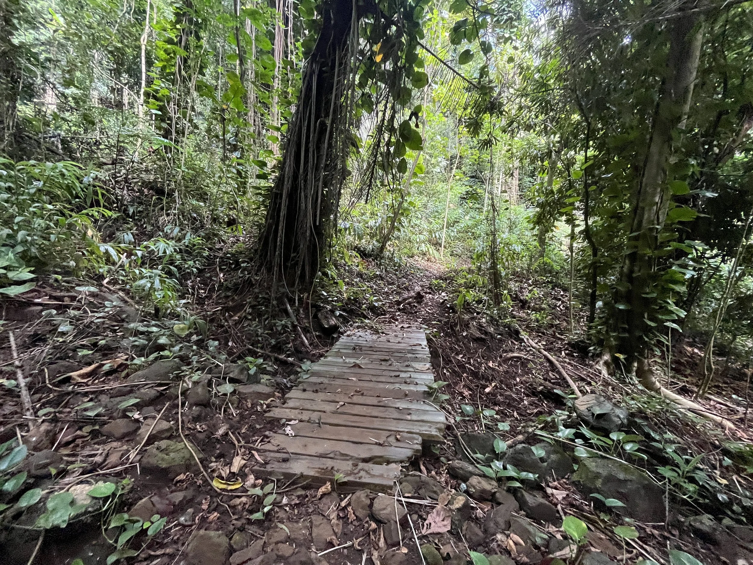 Hiking the Tantalus Arboretum Trail on Oʻahu — noahawaii